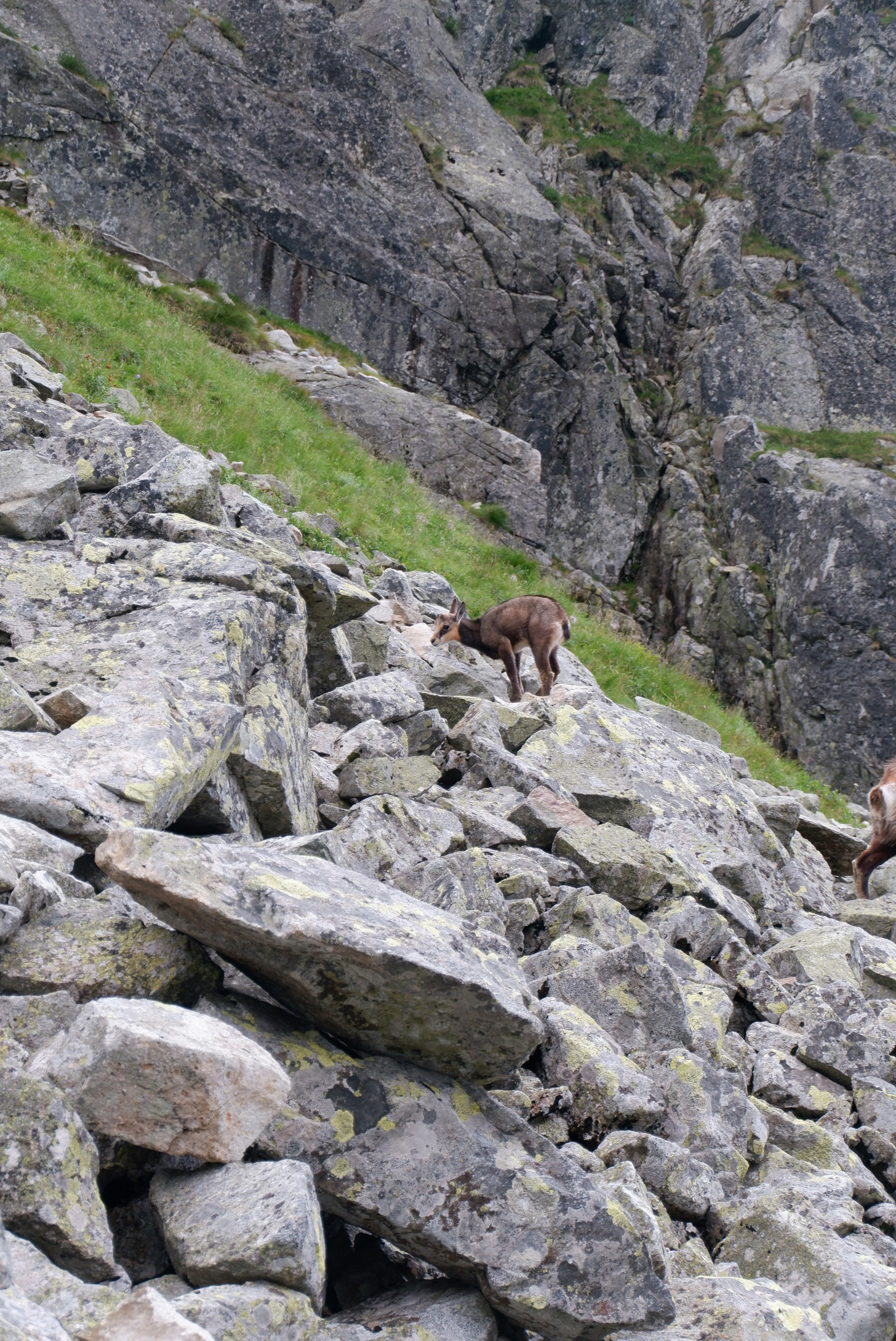 Rocky Ascent: A Mountain Goat Navigates Craggy Terrain
