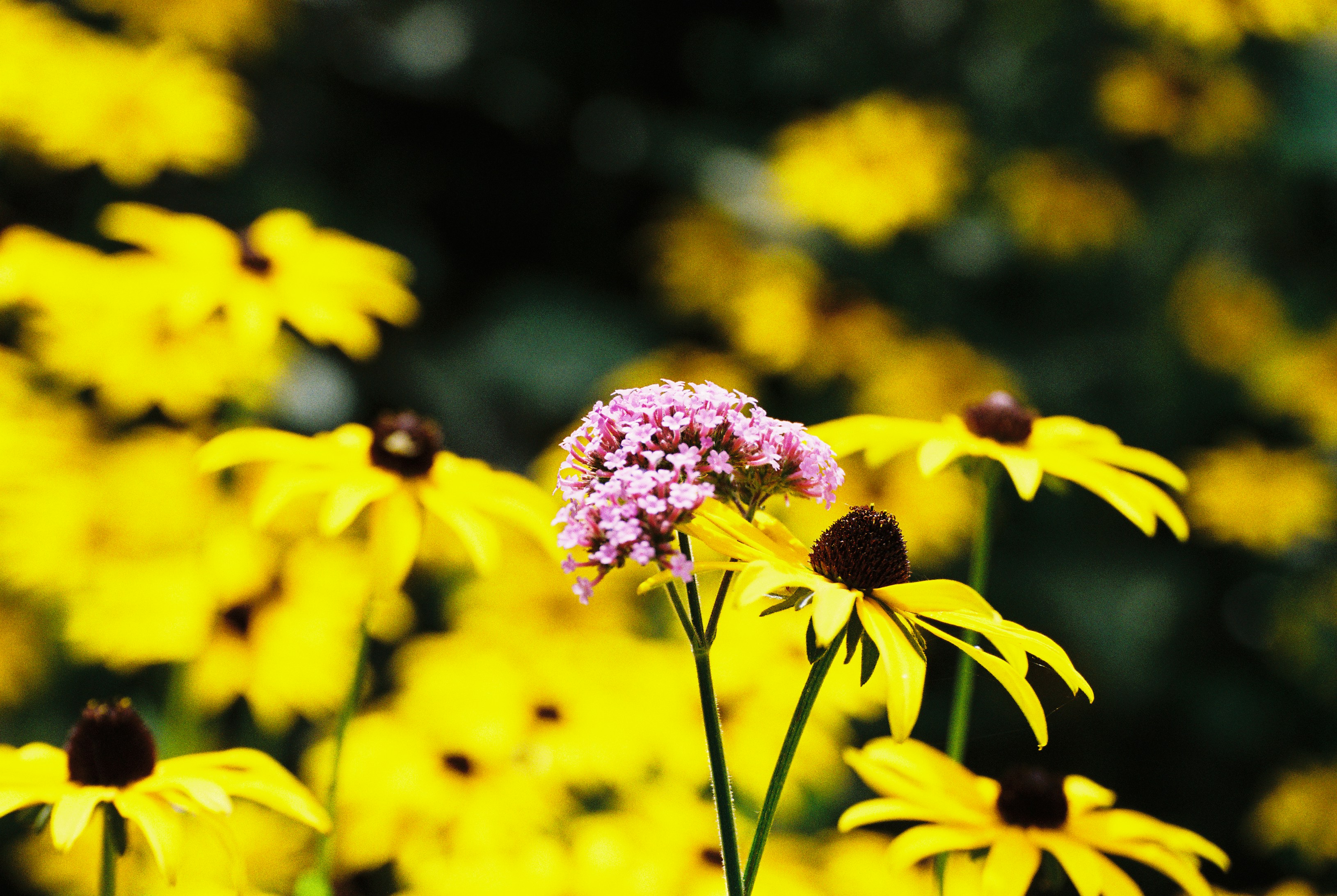 Close-up of a pink composite flower head rising among bright yellow blooms in a sunlit garden scene.