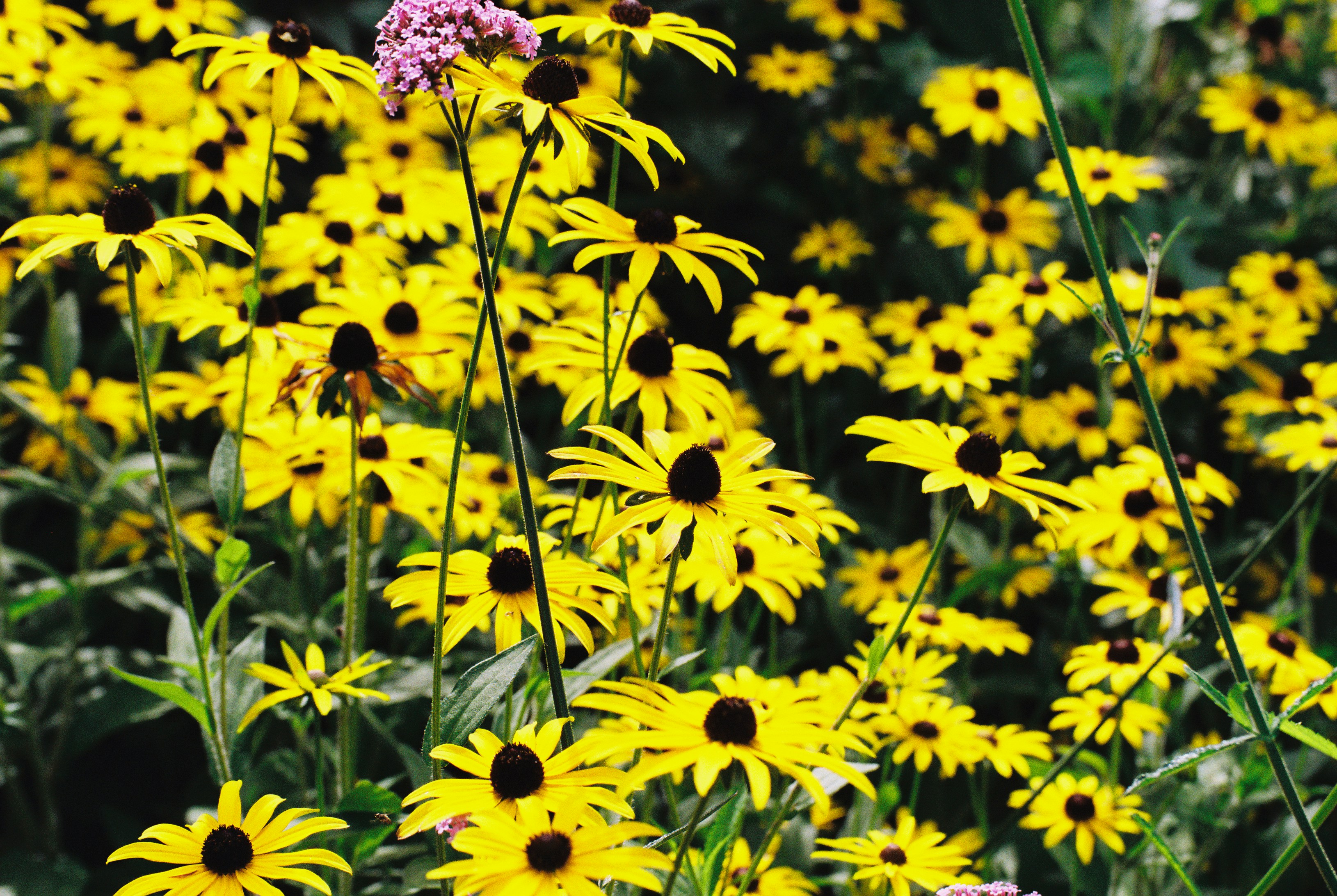A dense field of yellow Black-Eyed Susans fills the frame with dark centers and a few pinkish blooms near the top, creating a bright, sun-soaked floral panorama.