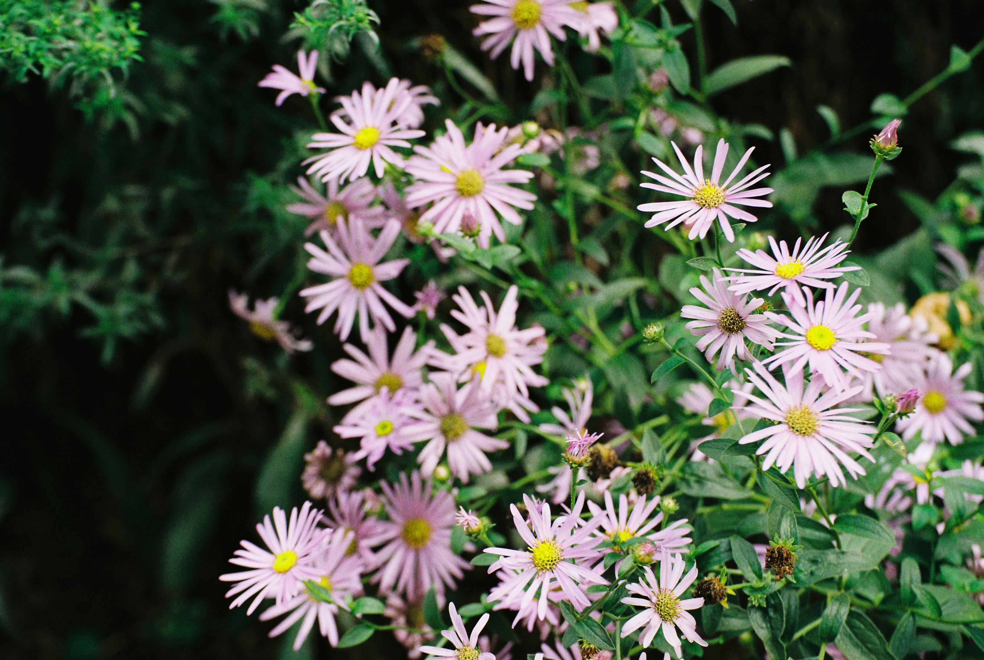 Cluster of pale pink daisies with yellow centers in a green garden setting, foreground blossoms in sharp focus for a natural floral portrait.