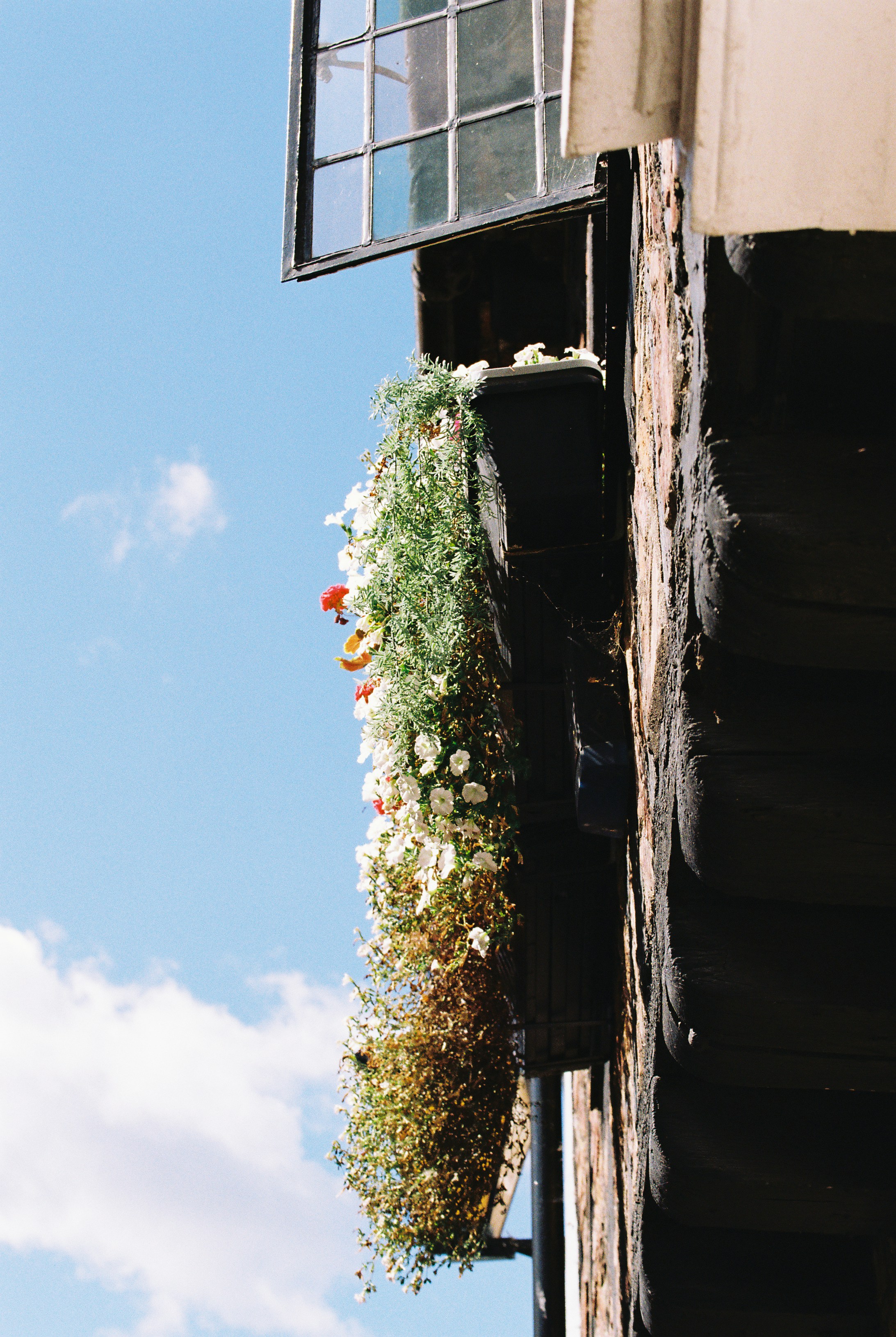 Trailing flower garland hanging from a crumbling balcony against a clear blue sky, emphasizing texture and color of the blooms.