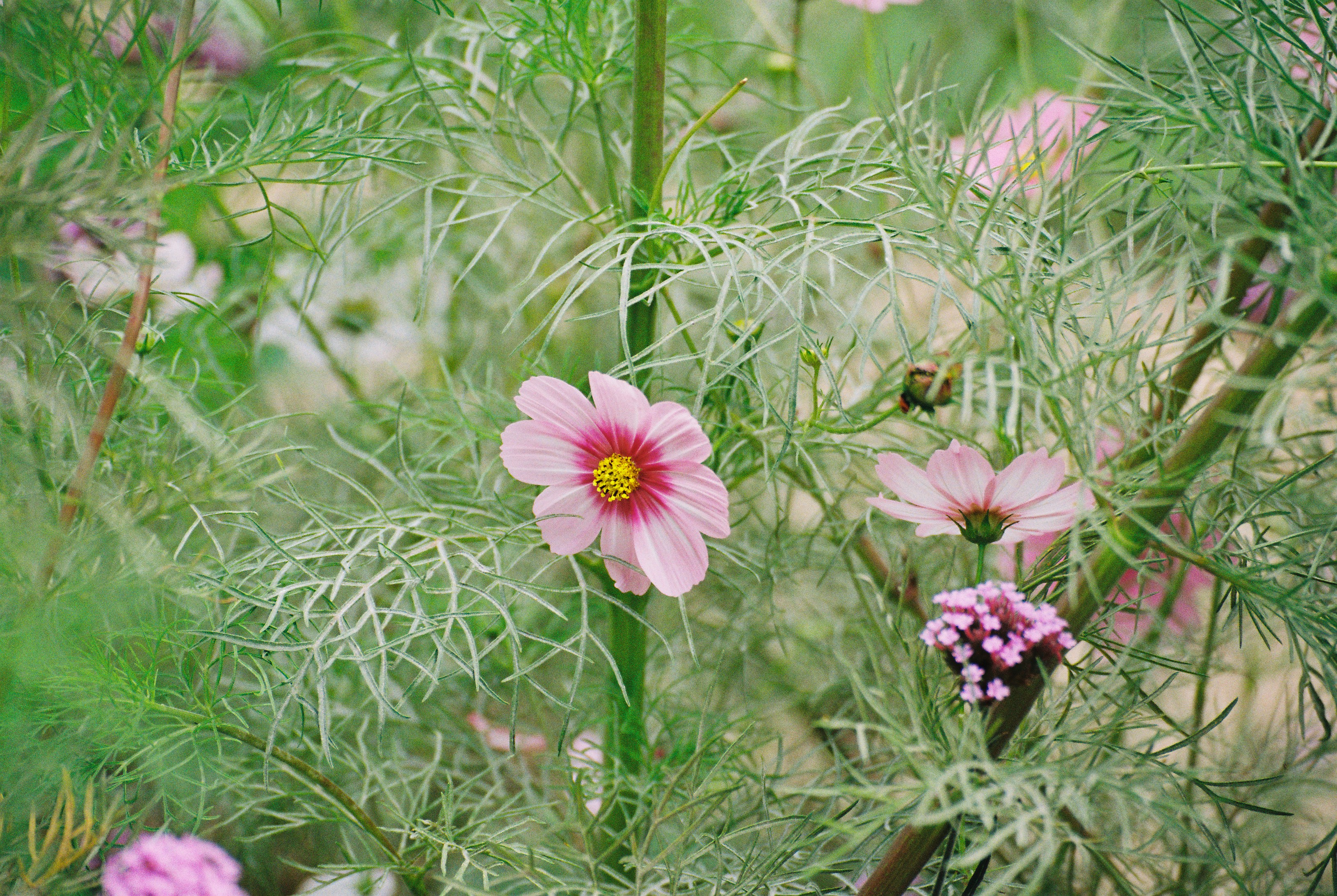 Pink daisy-like flowers emerge from delicate feathered foliage in soft focus garden light.