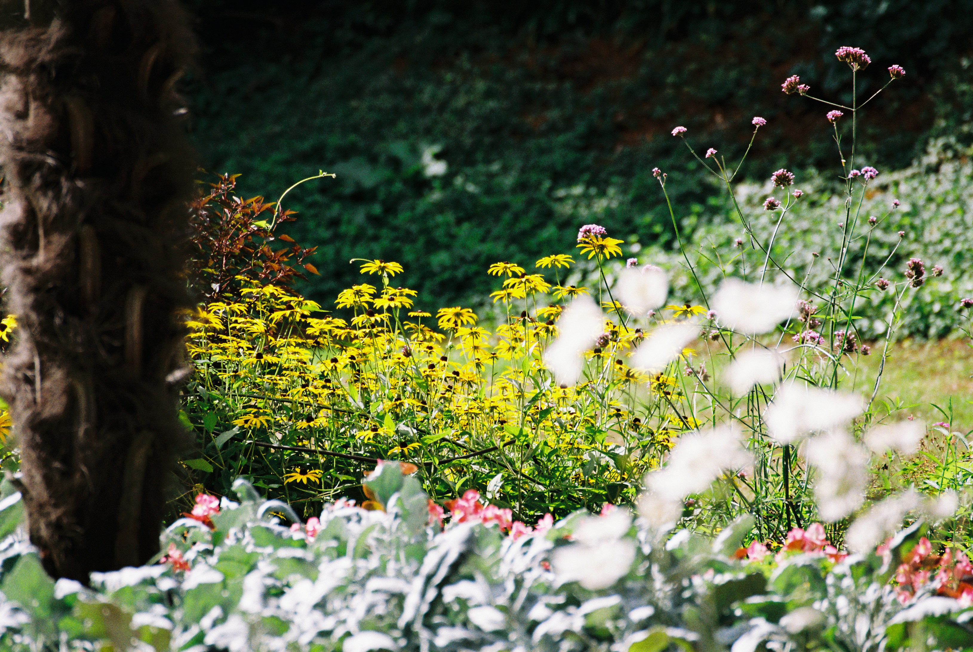 Bright wildflowers in a sunlit garden bloom behind a nearby sculpted plant, creating a soft, layered floral scene with a dark green background.