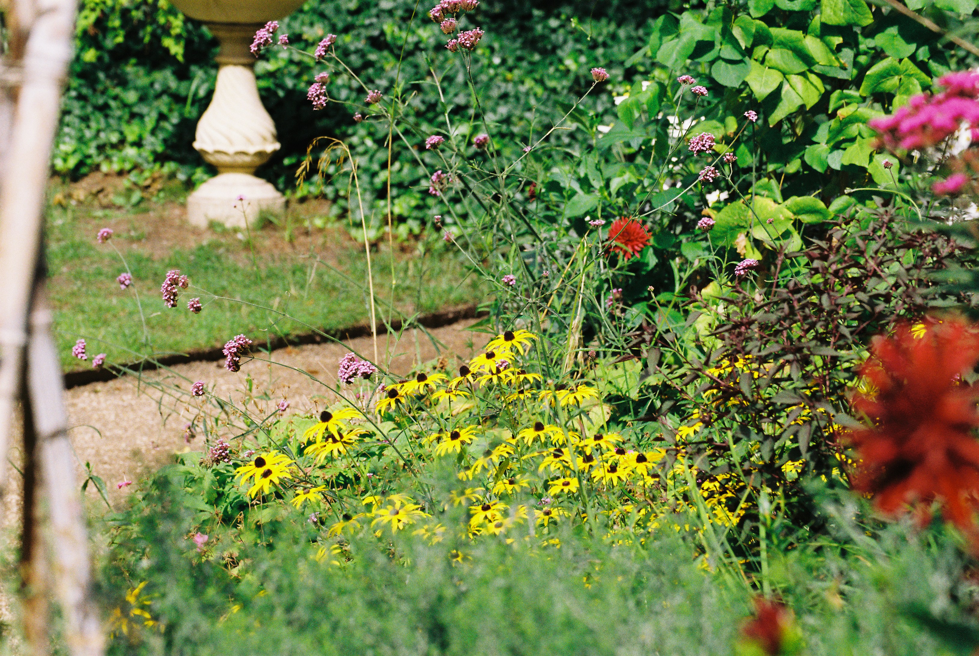 A vibrant garden bed with yellow blooms and pink accents, bathed in soft natural light, capturing a tranquil outdoor scene with lush greenery and a stone path in the background.