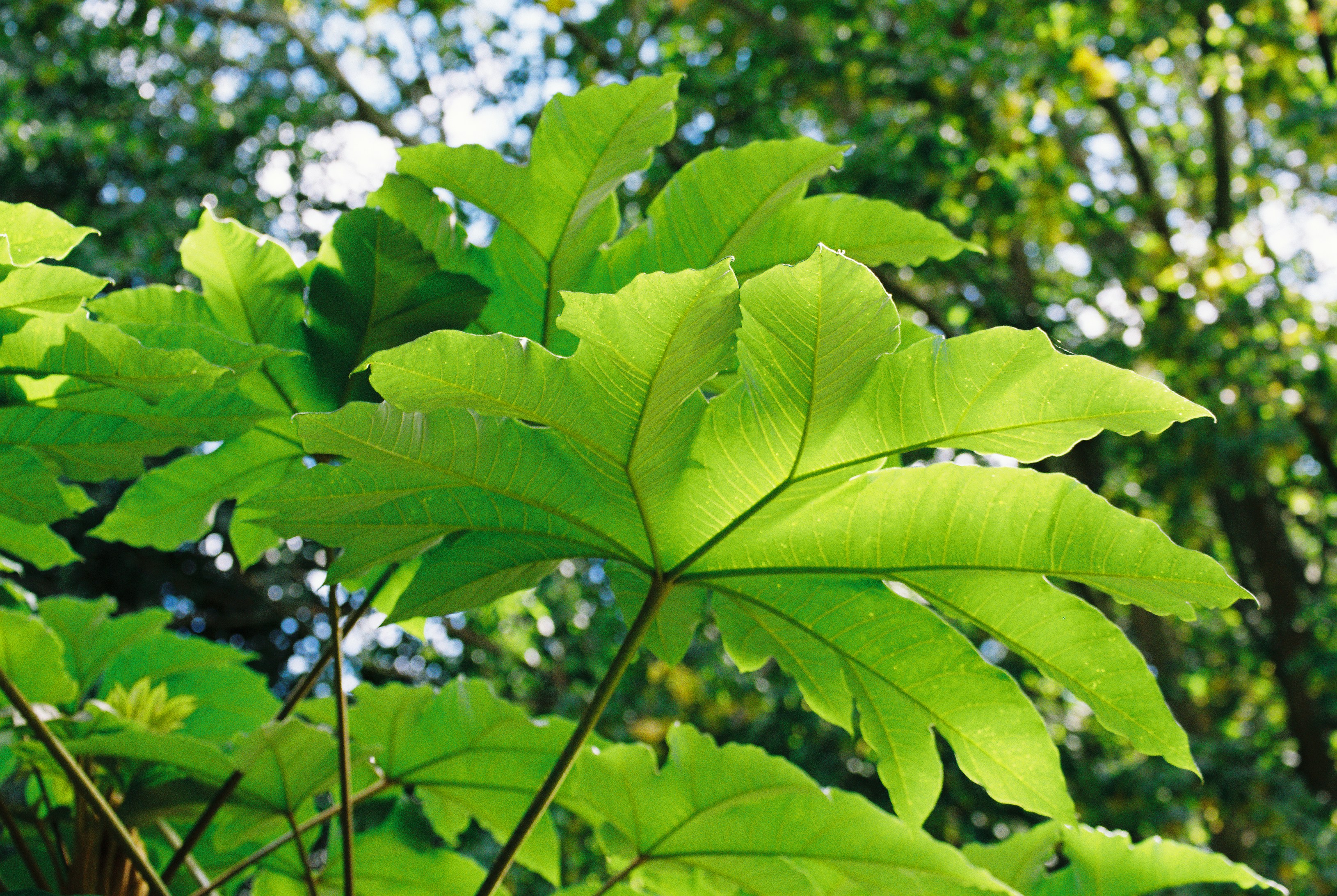 Emerald Leaf Canopy: Sunlit Fronds in a Quiet Garden
