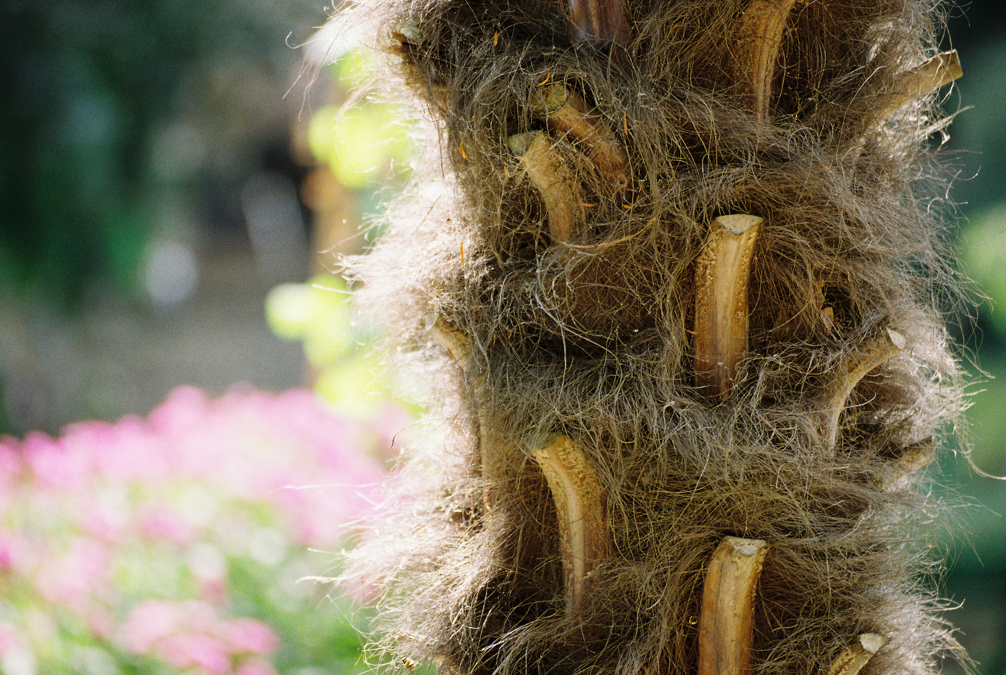 Close-up of a textured tree trunk with interwoven fibers and woody knobs, set against a softly blurred garden background.