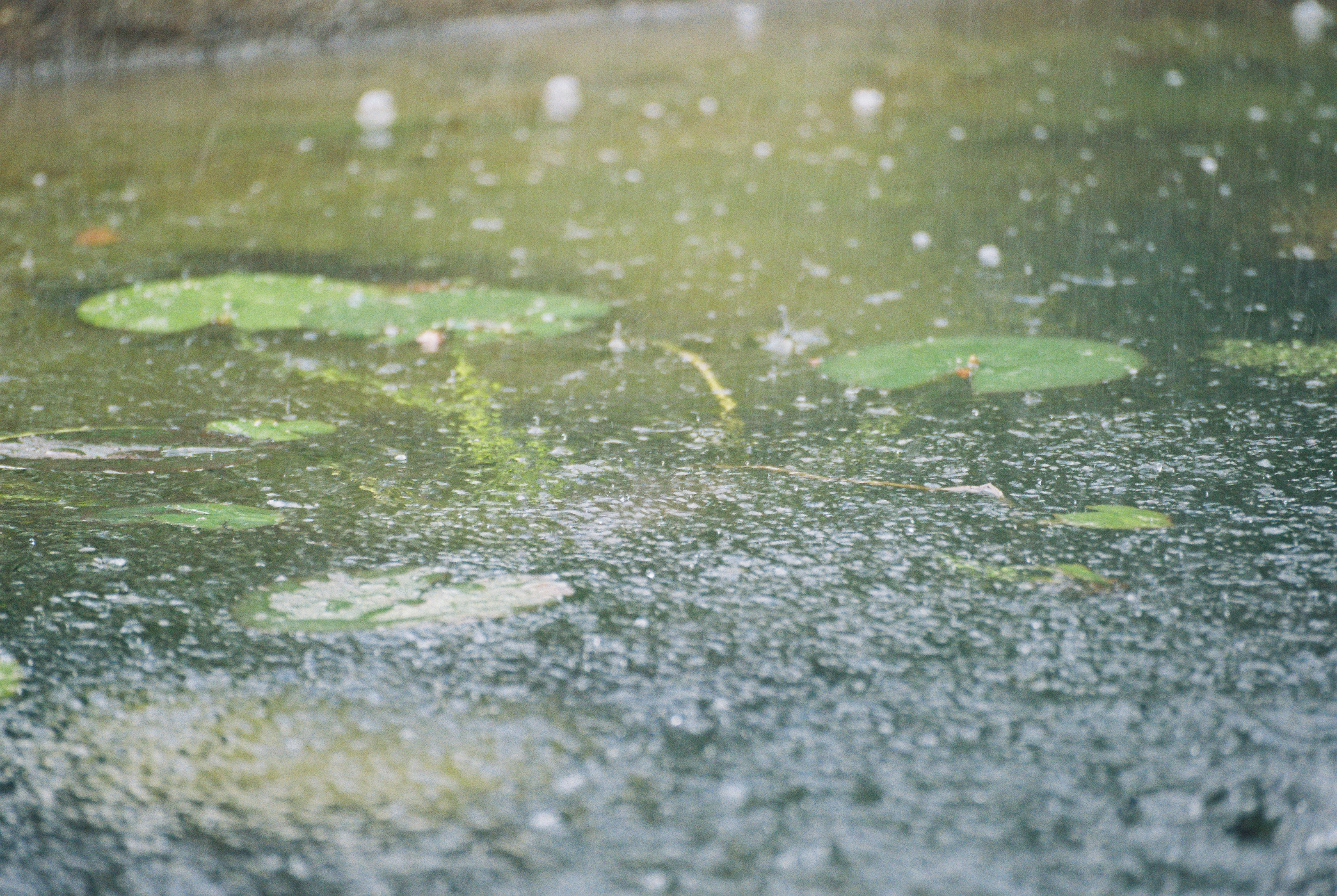 Soft morning light reflects off a tranquil pond with lily pads drifting on the surface; light rain adds speckled texture to the water.
