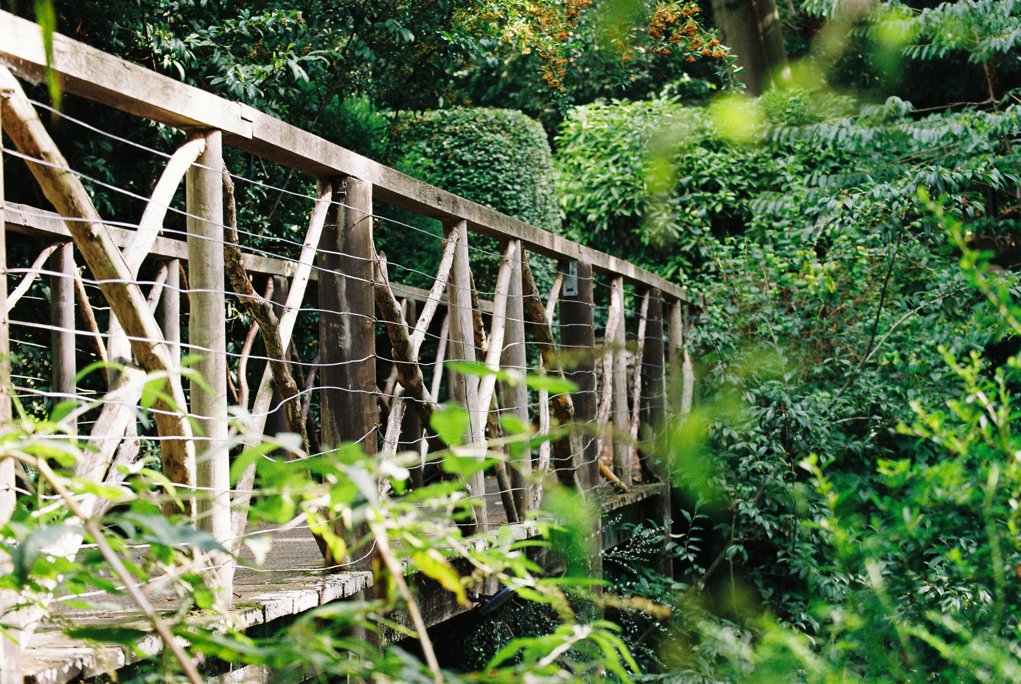 A wooden bridged walkway peeks through lush foliage, creating a sense of depth with leaves in the foreground and a forested backdrop. This photograph captures a tranquil pathway scene with natural greens and weathered railings.