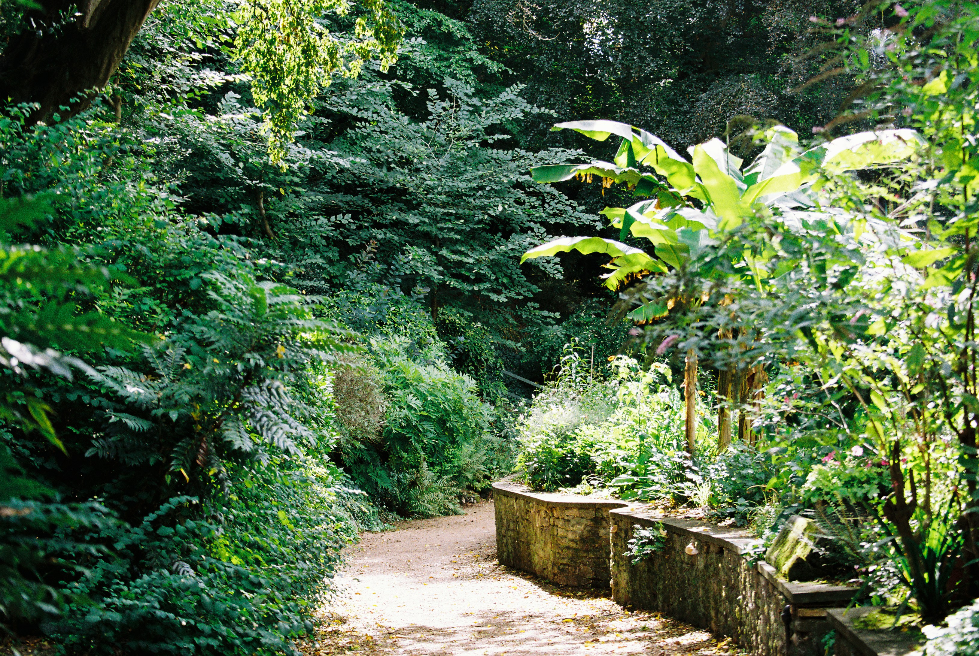 Sun-dappled garden path winding through lush greenery and a low stone wall, inviting exploration; a tranquil, nature-forward scene with dense foliage and a curved walkway.