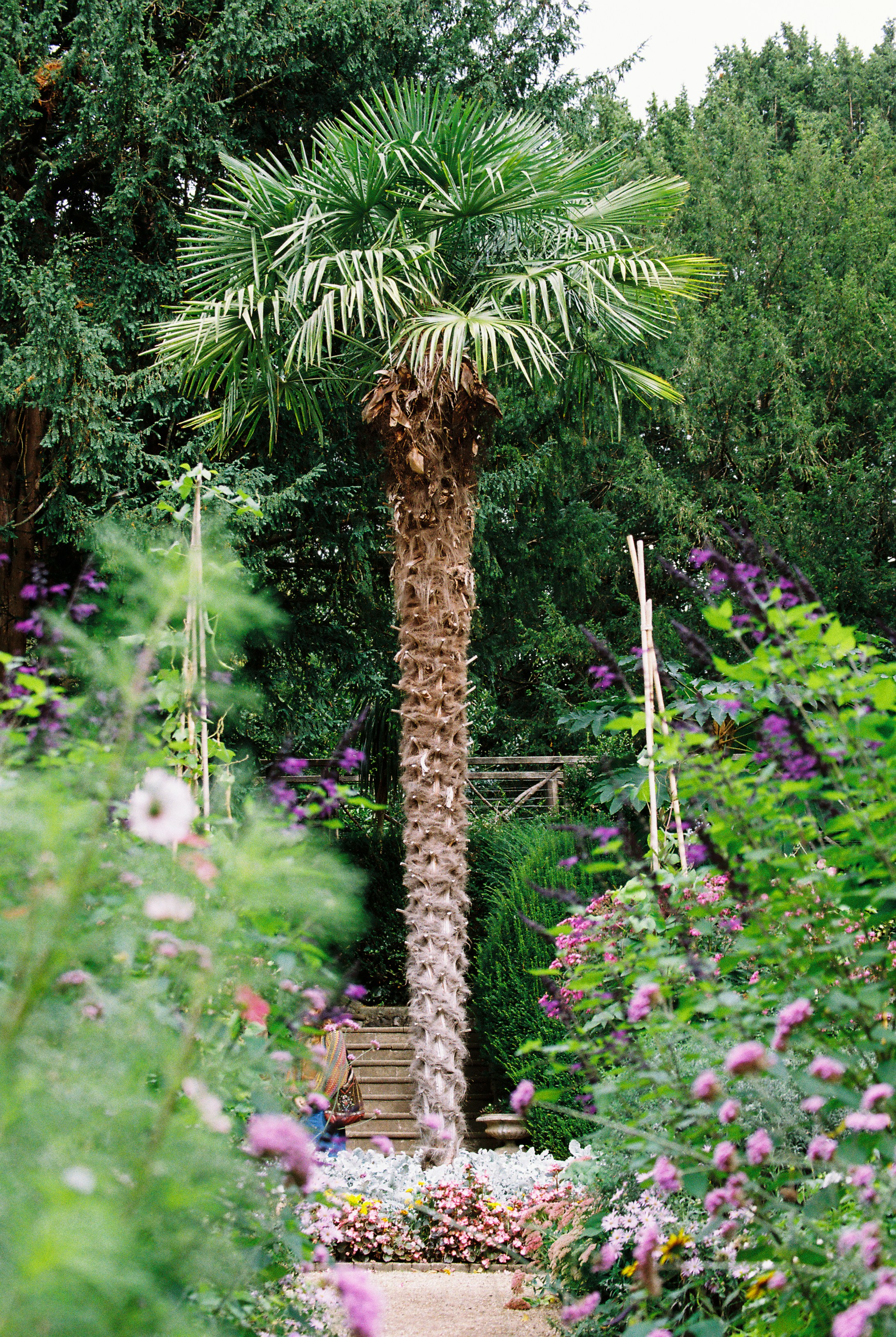 Vivid palm trunk rises through a flowering garden path, framed by blurred foreground blossoms and lush green hedges in the background. A serene horticultural scene with a central vertical focal element.