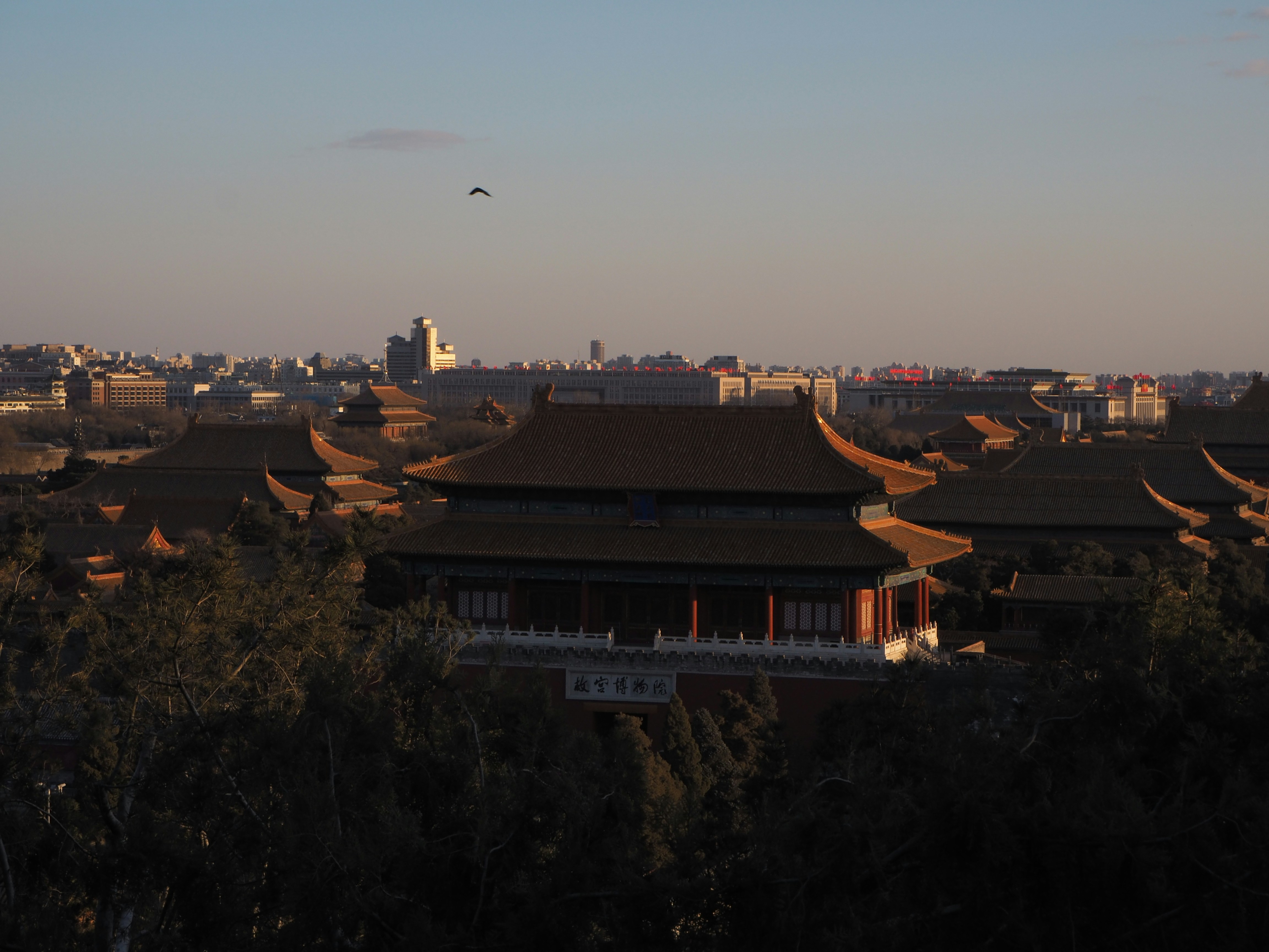 Sunlit traditional temple rooftops rise above dark trees with a distant cityscape and a lone bird in the sky, conveying calm urban-sprawl and historical architecture.