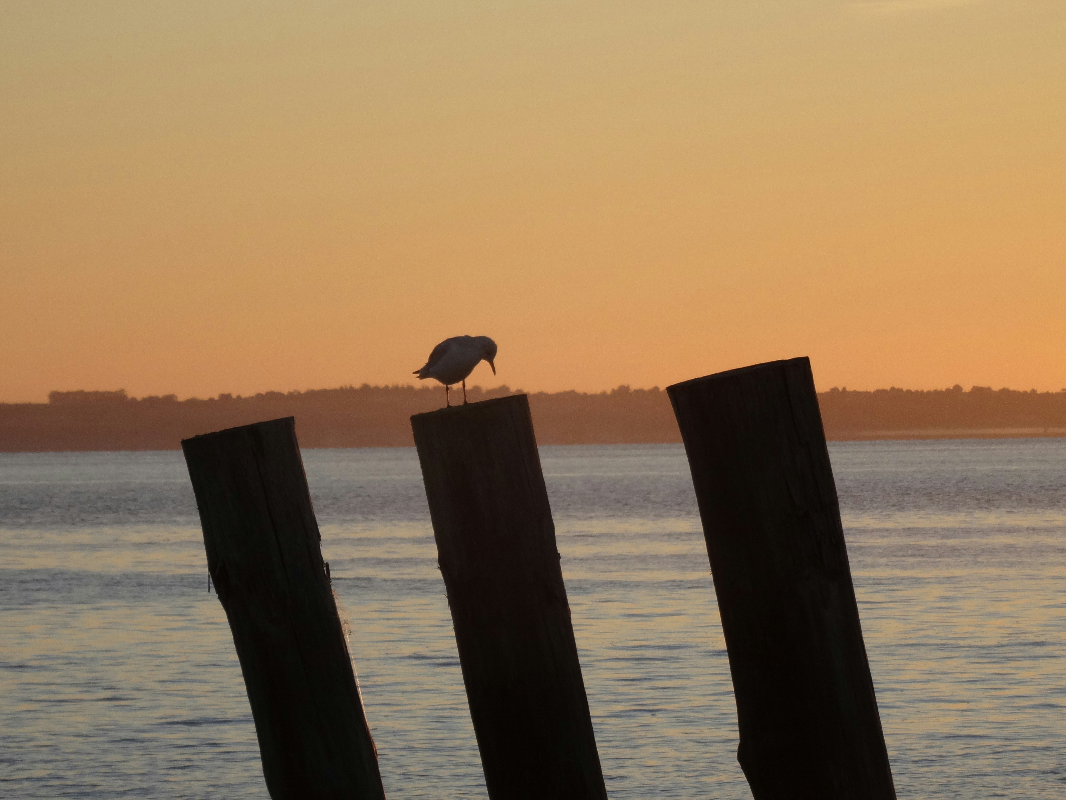 Sunset Soarer: A lone wader perched on weathered pilings at golden hour