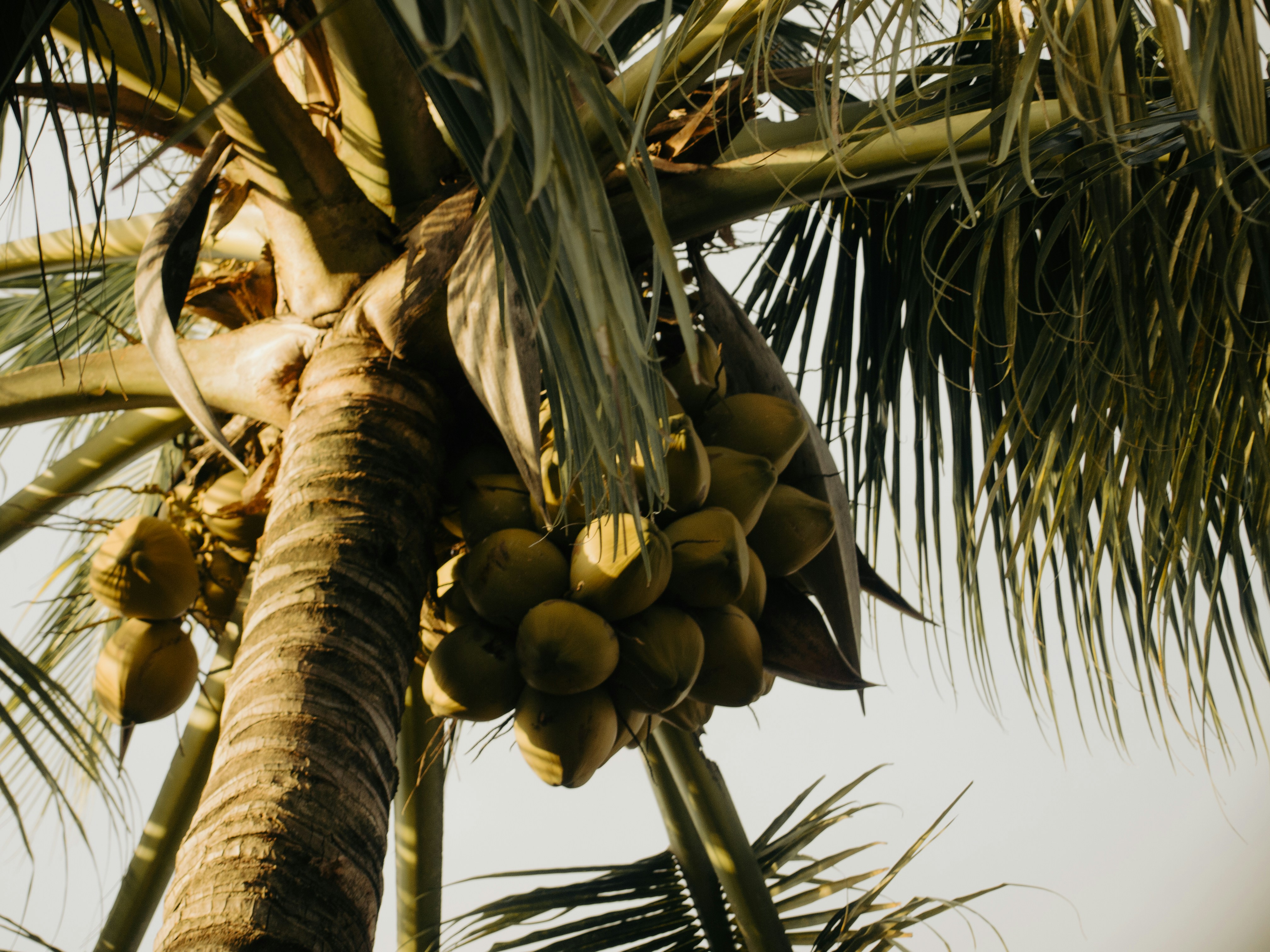 Cluster of Coconuts Under a Fringed Canopy
