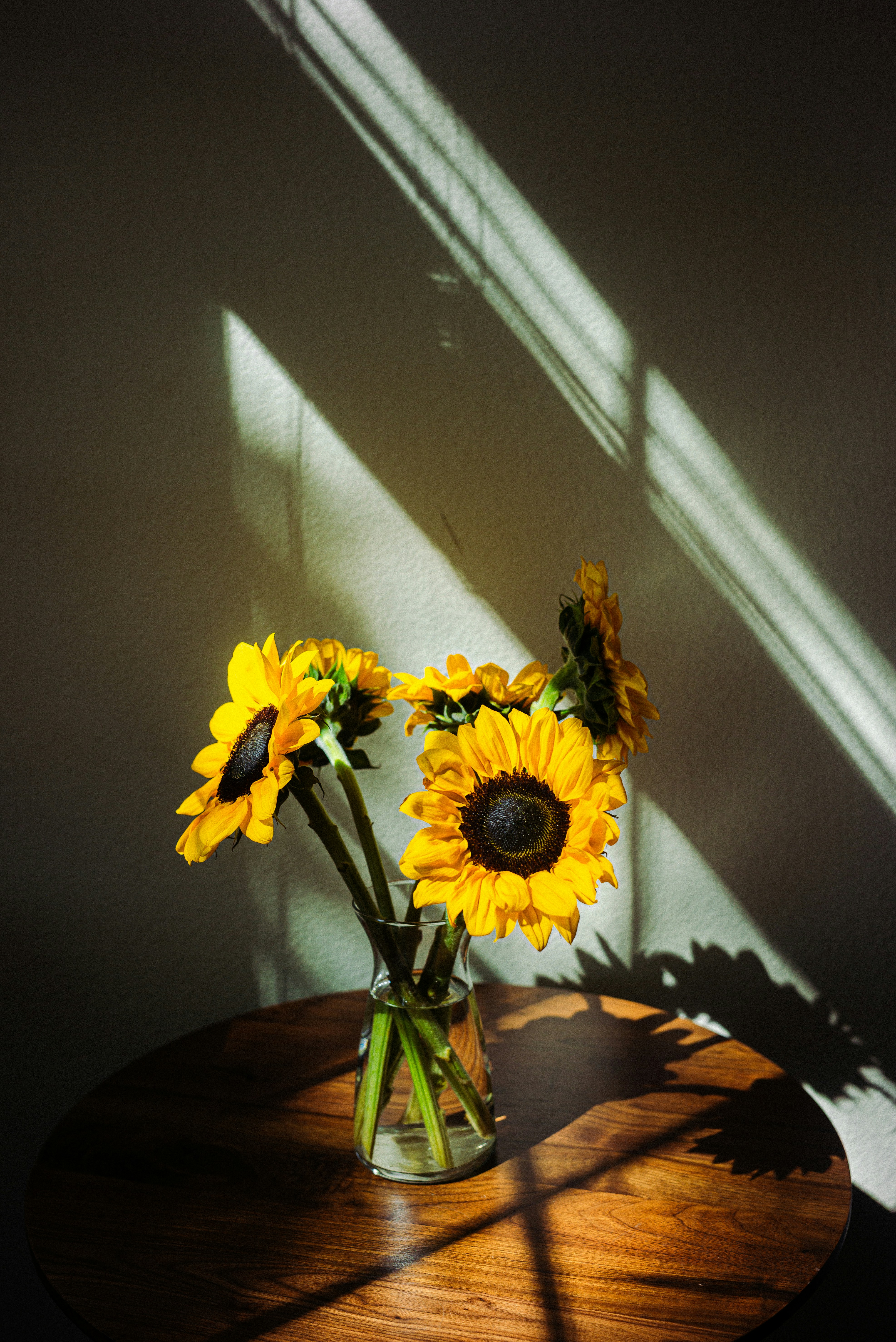 Sunflowers in the Shadow of Geometry