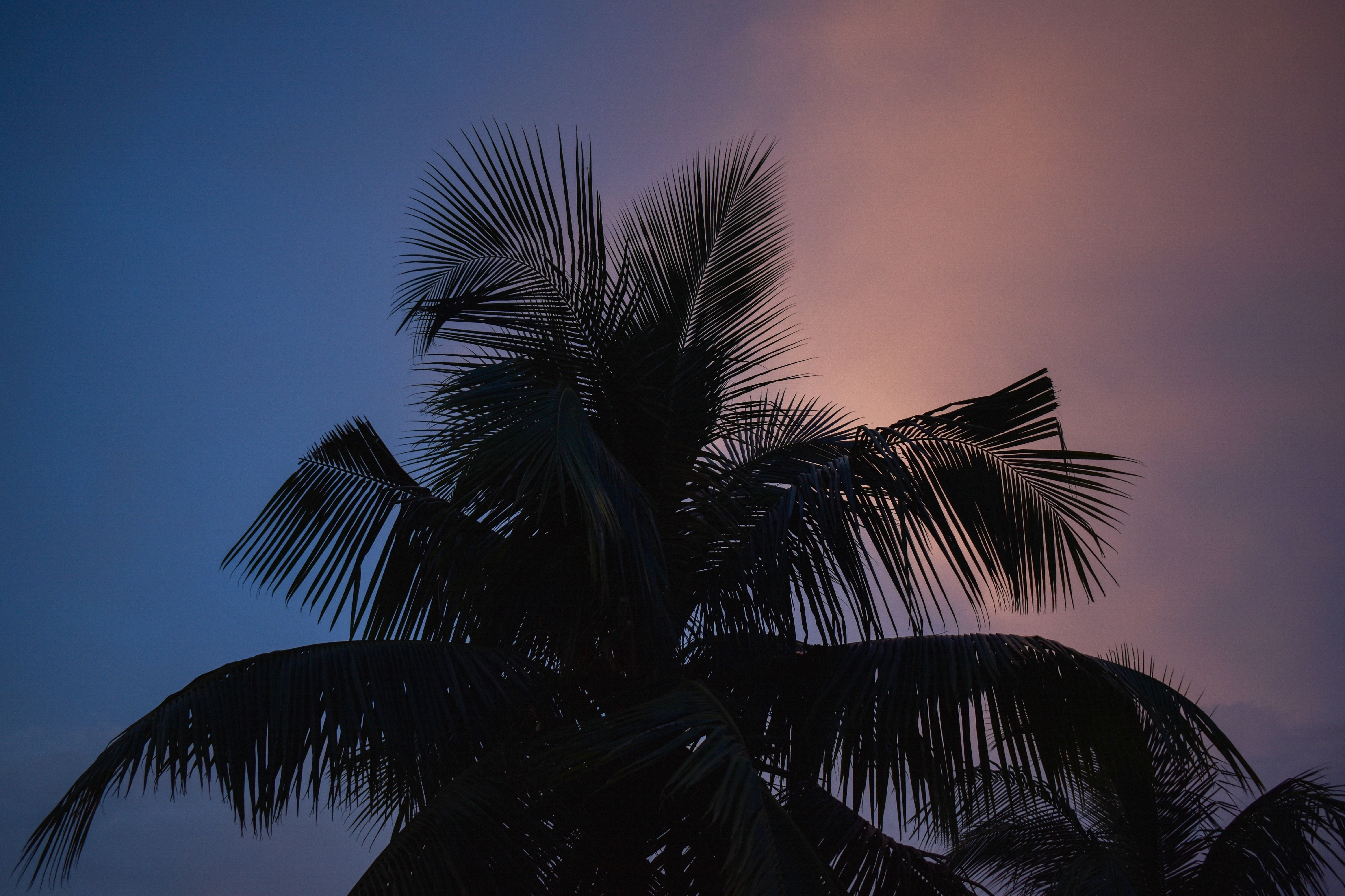 Dark palm fronds silhouette against a gradient sunset sky, captured as a simple landscape with emphasis on shape and color.