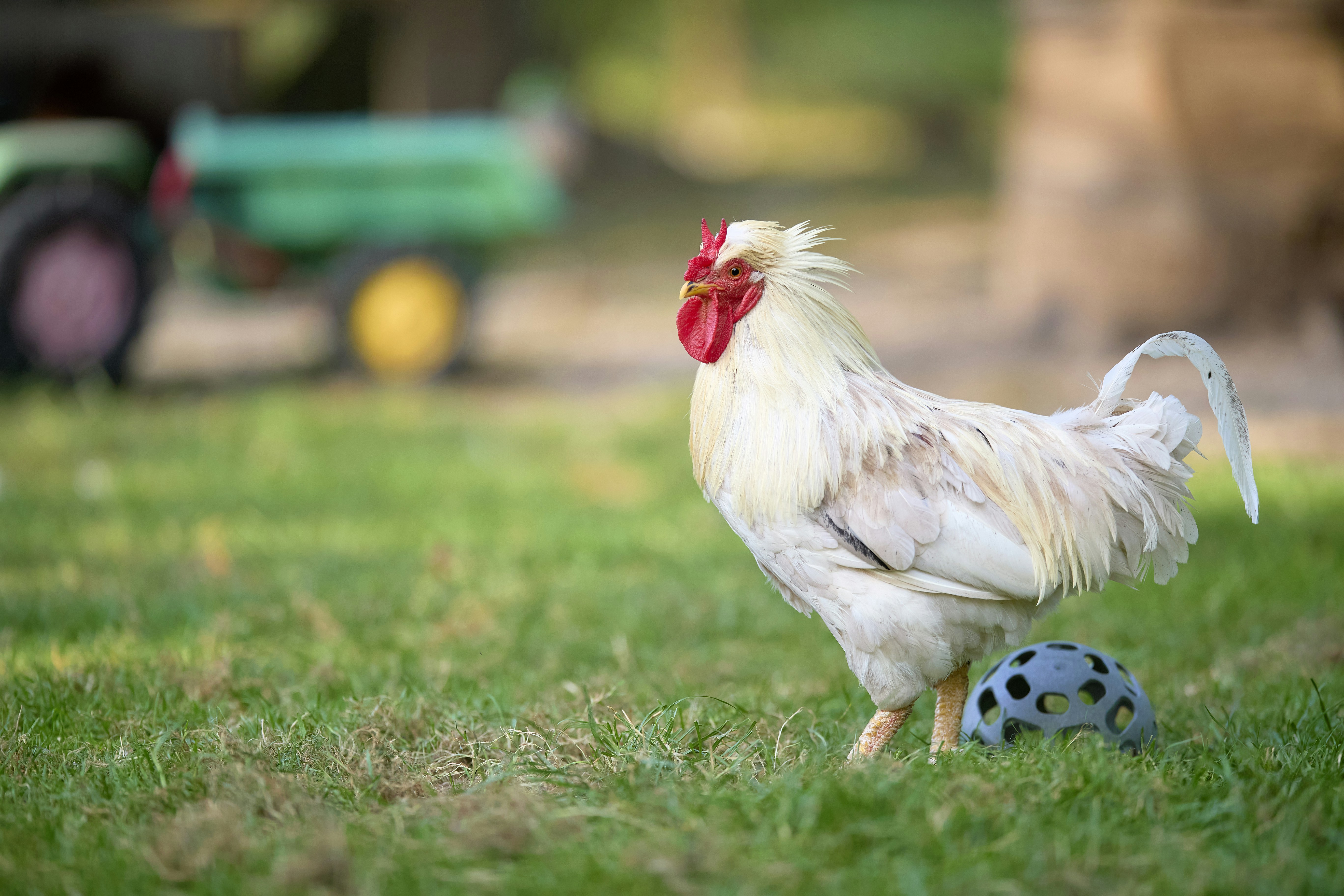 White Rooster in Sunlit Yard with Toy Ball