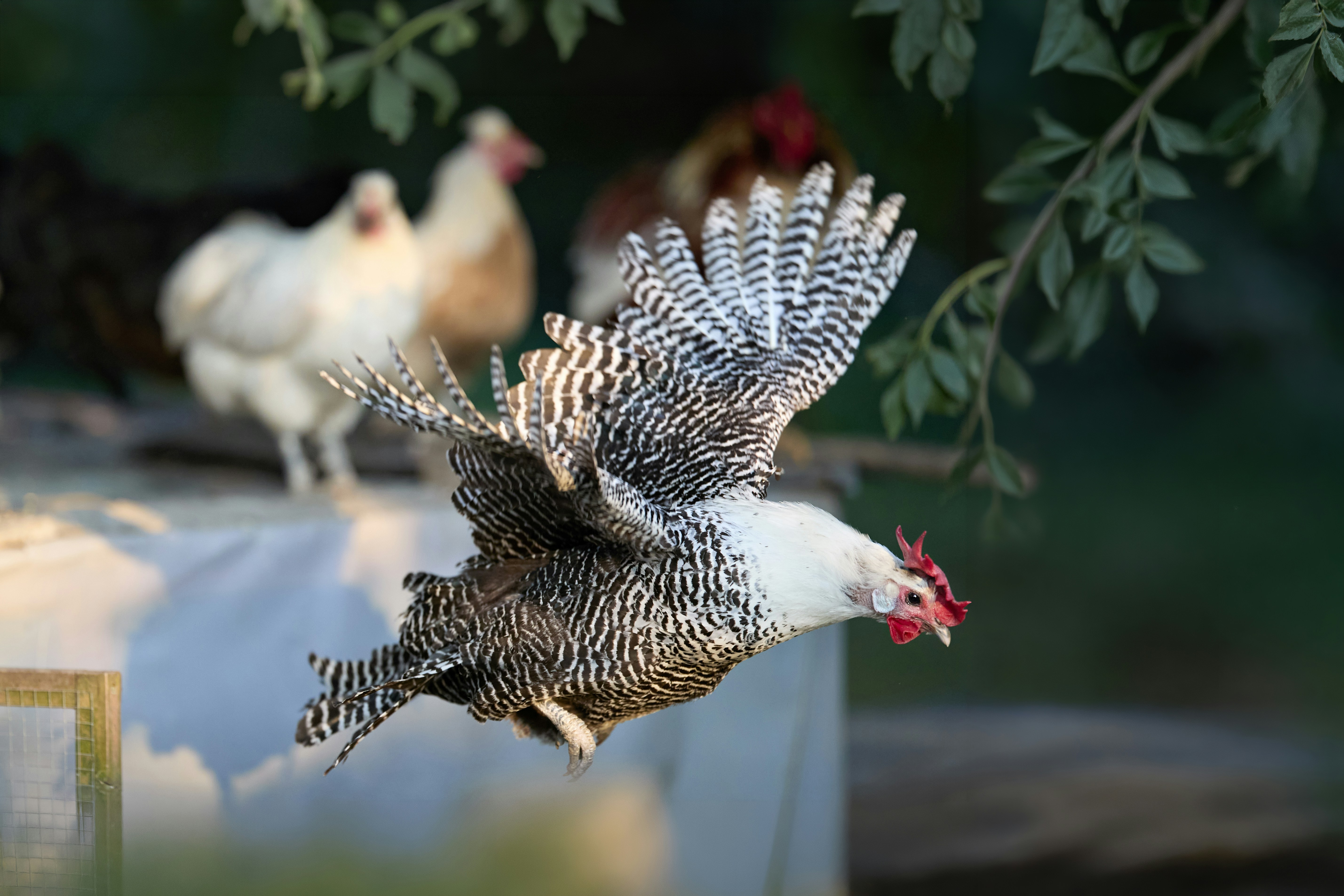 Winged Snapshot: The Chickens in Flight at the Farm Edge