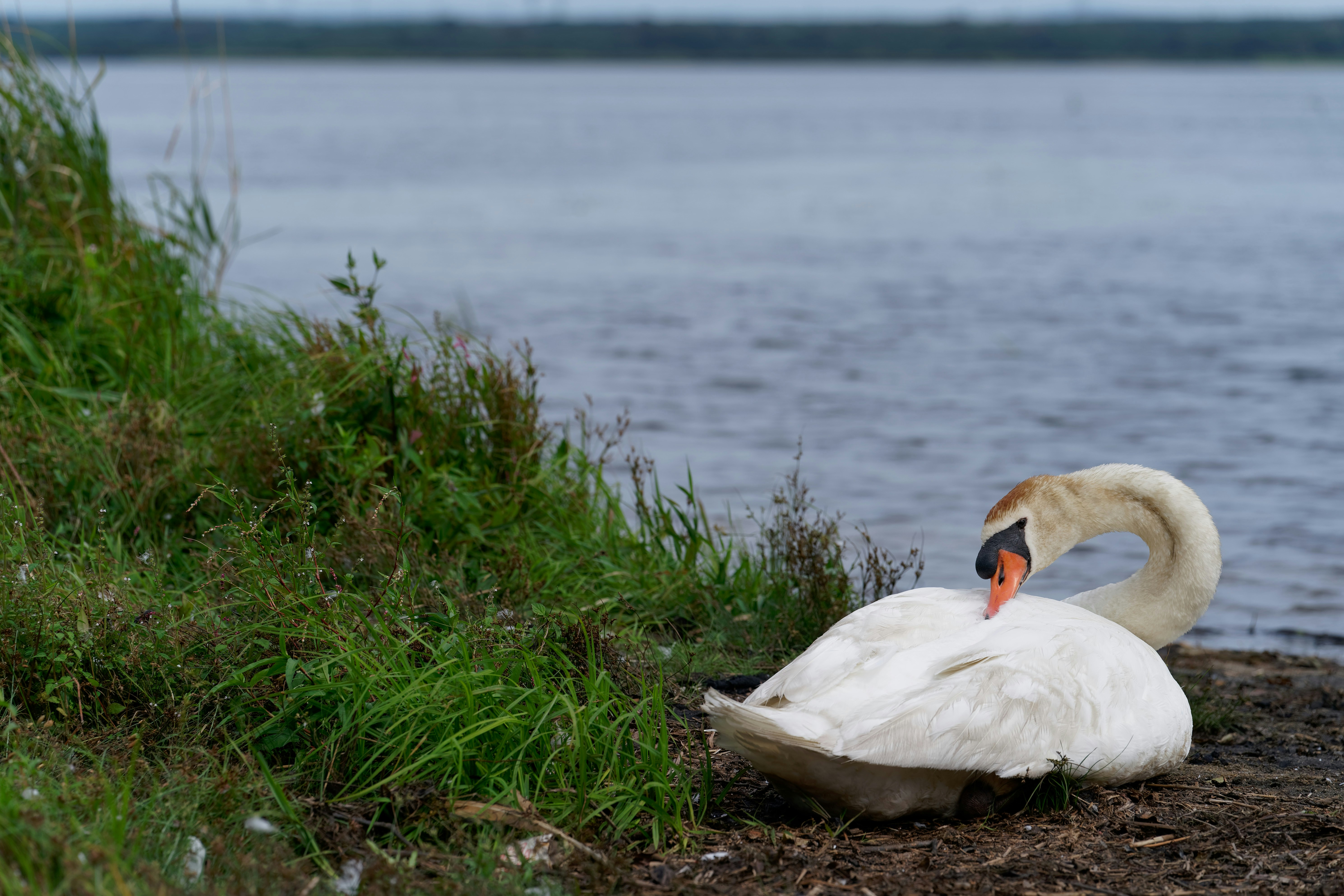 Solitary Swan Resting by the Riverbank