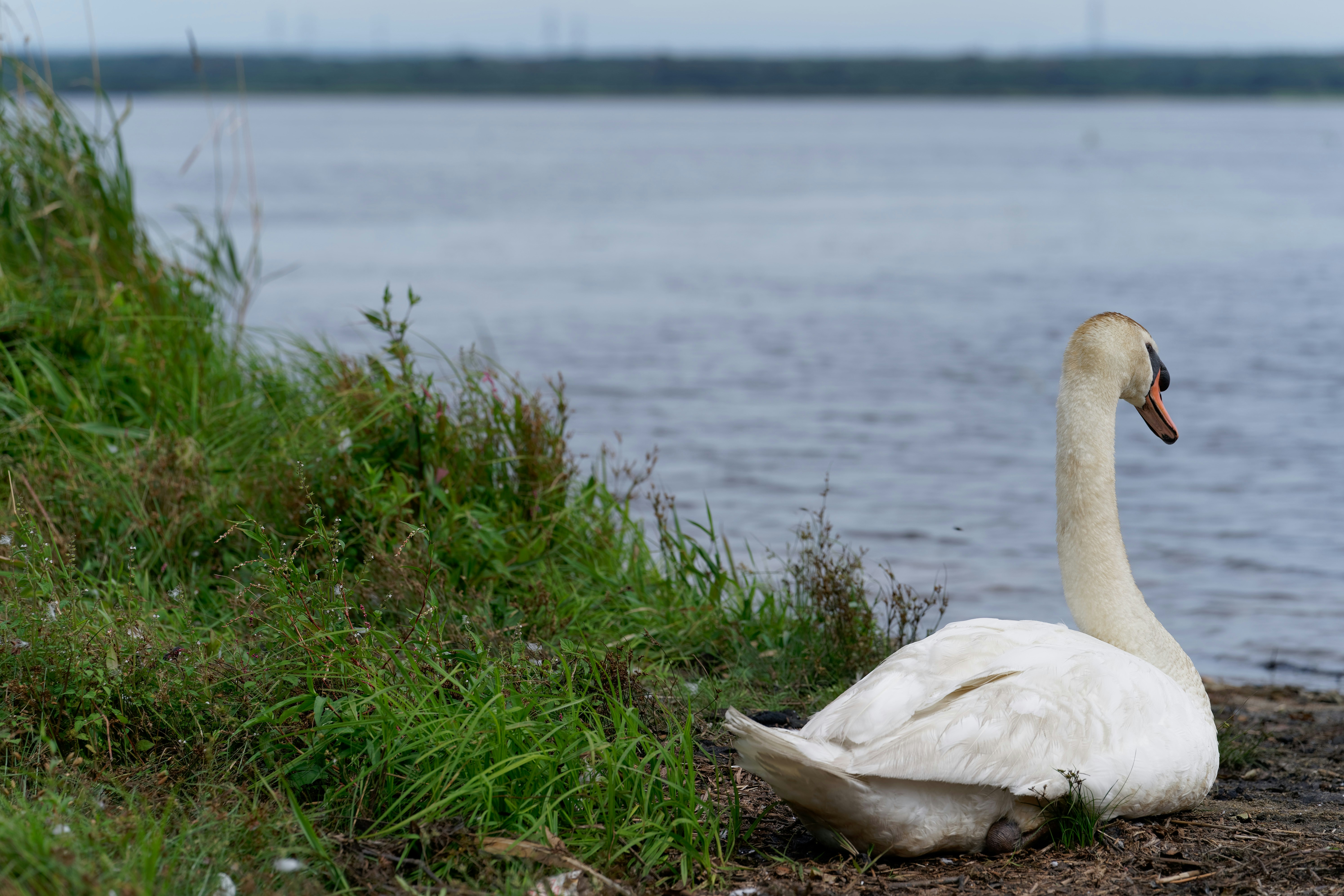 Swan on the shoreline: quiet profile by the water