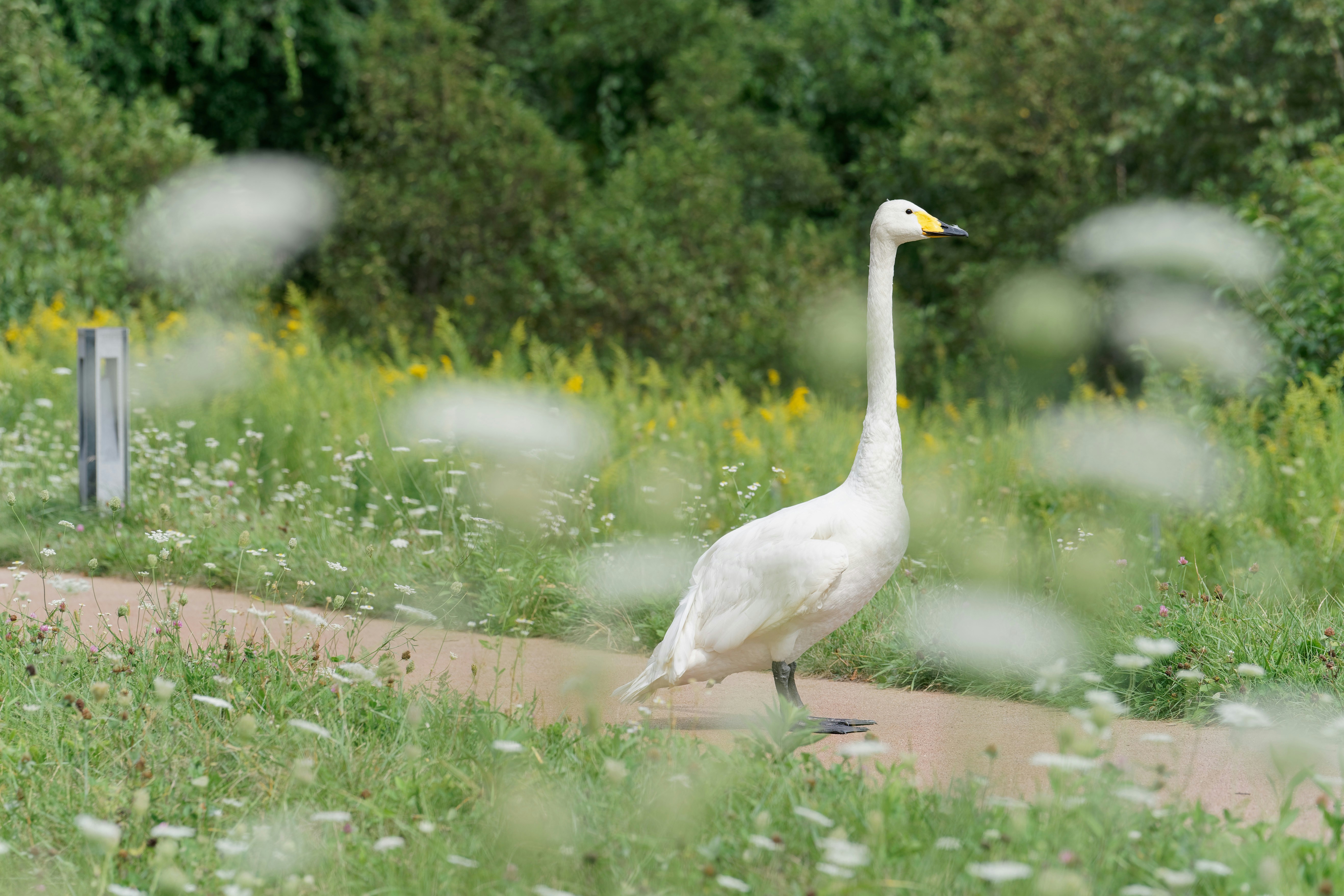 White Swan in a Meadow Path