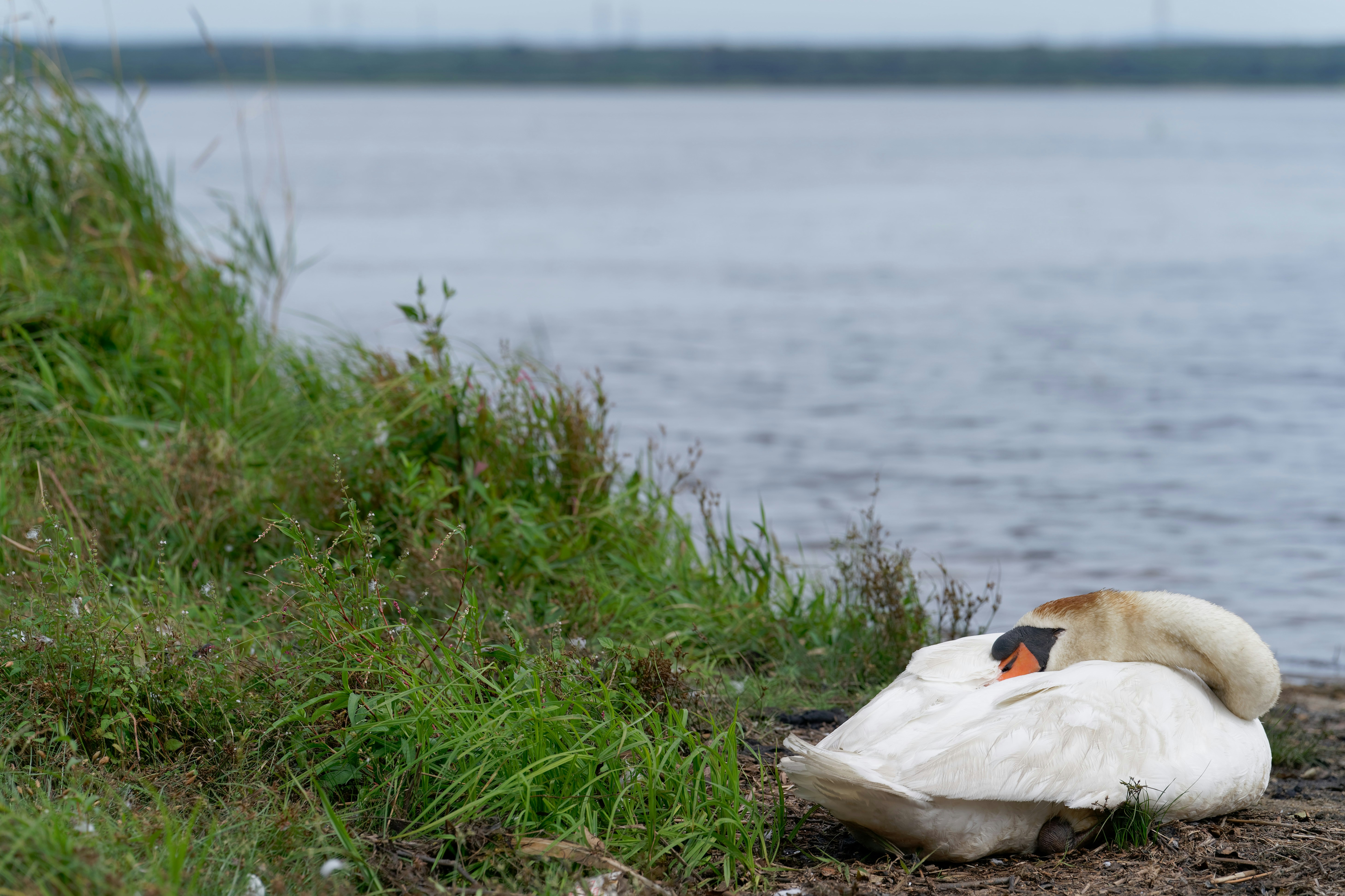 Littoral Slumber: A White-Feathered Gull in Quiet Shoreline Rest