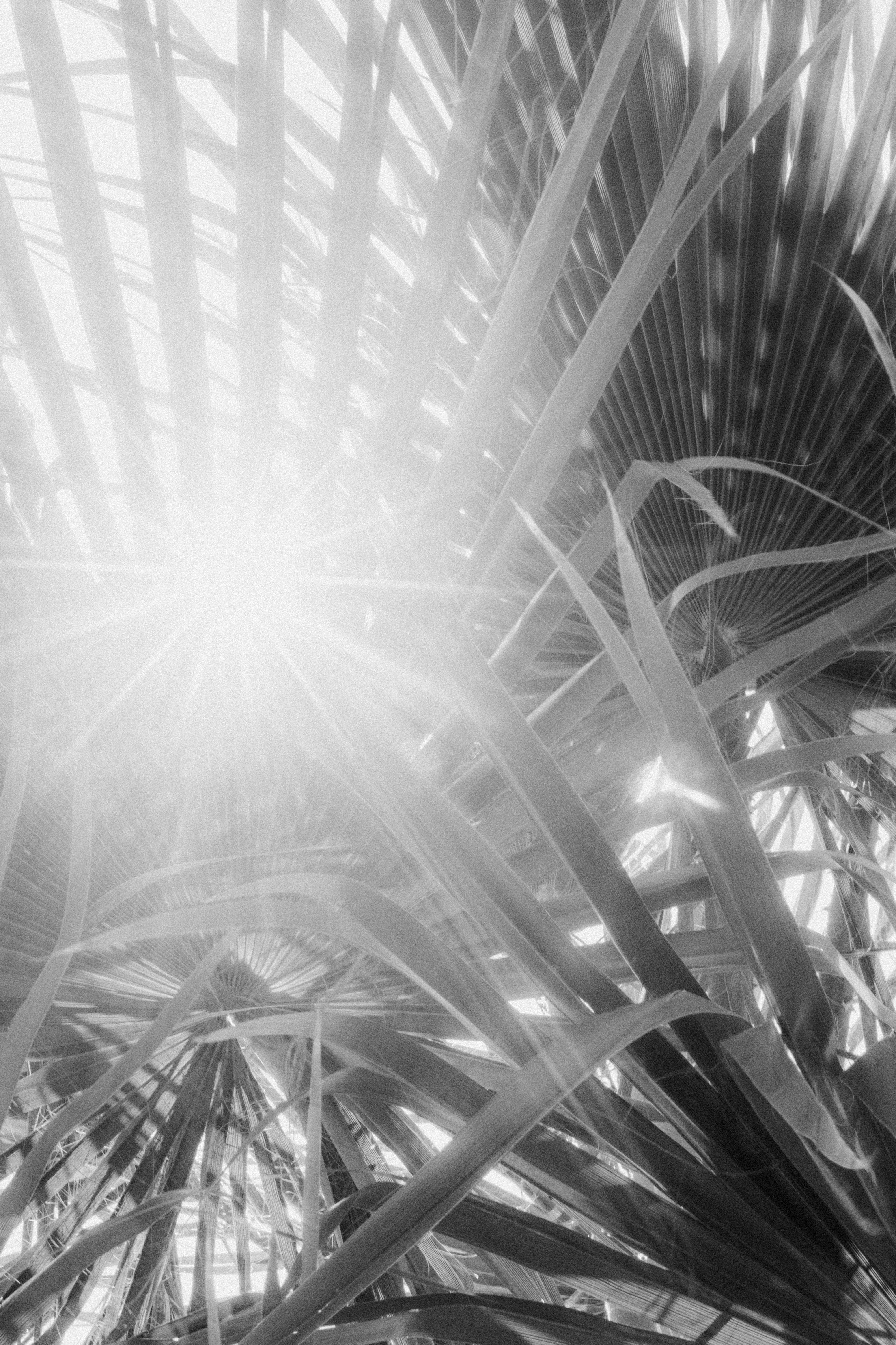 Sunburst Through Palm Leaves