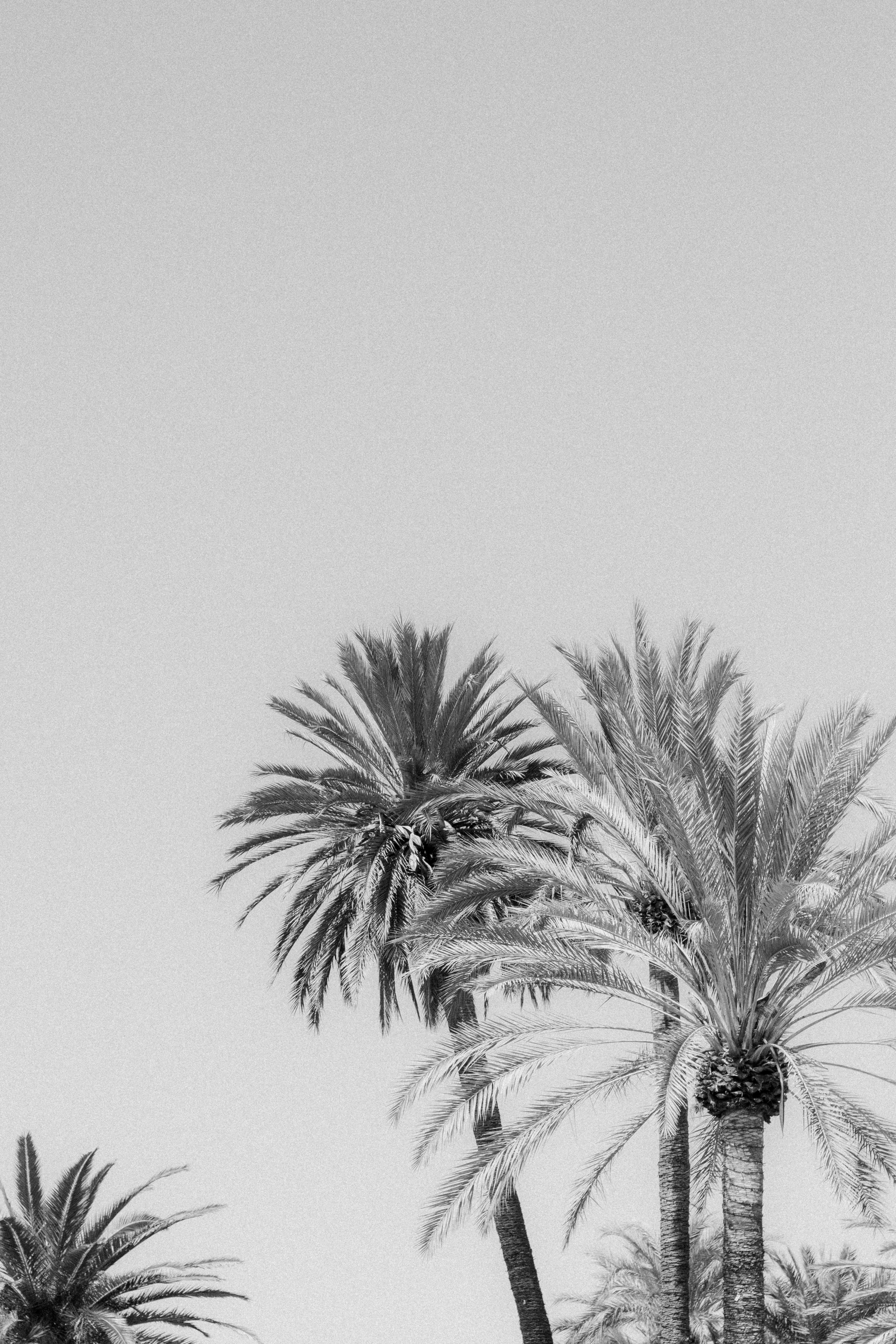 Palm silhouettes in monochrome calm