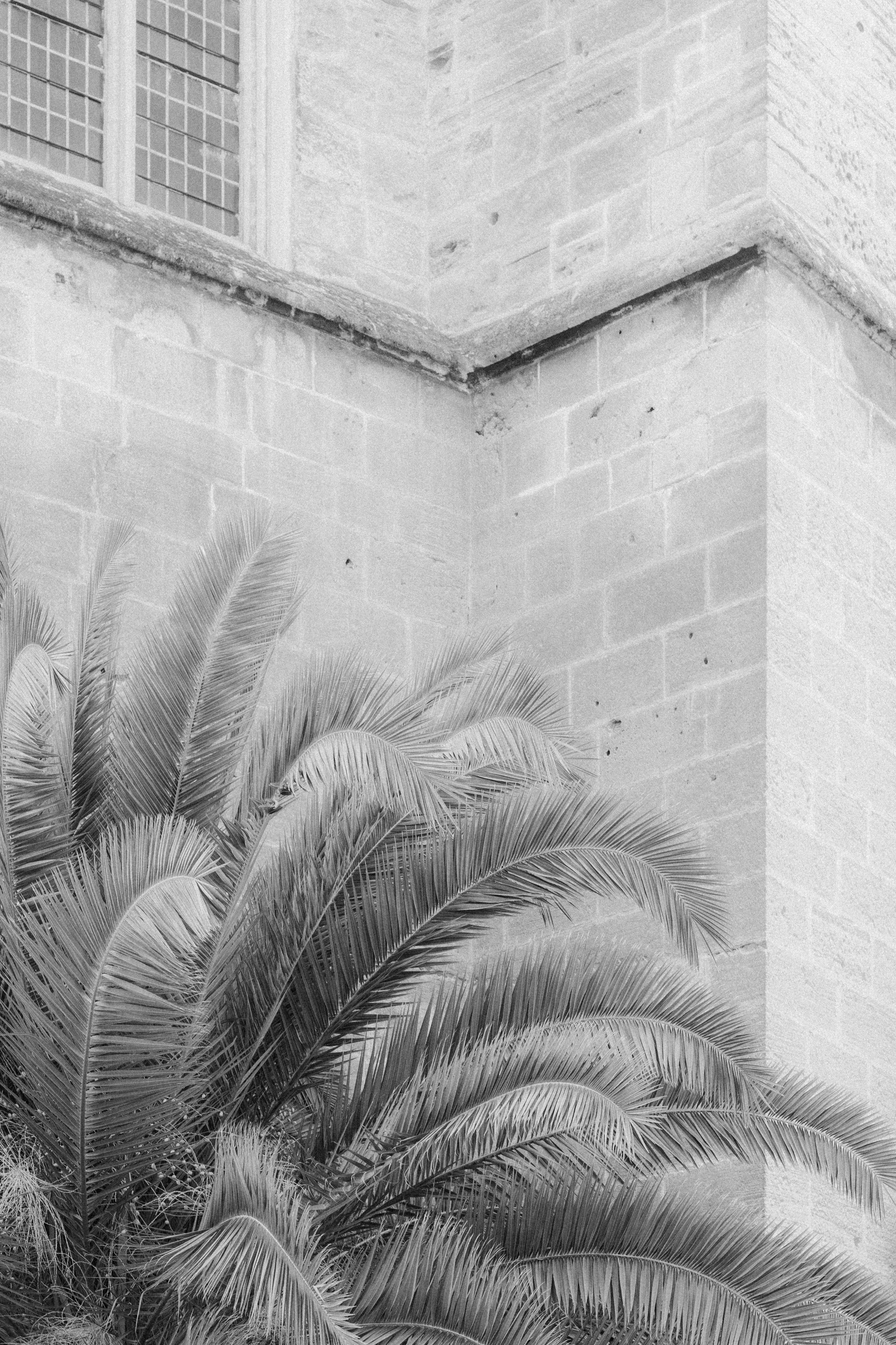 Palm Fronds at the Corner of Stone Architecture