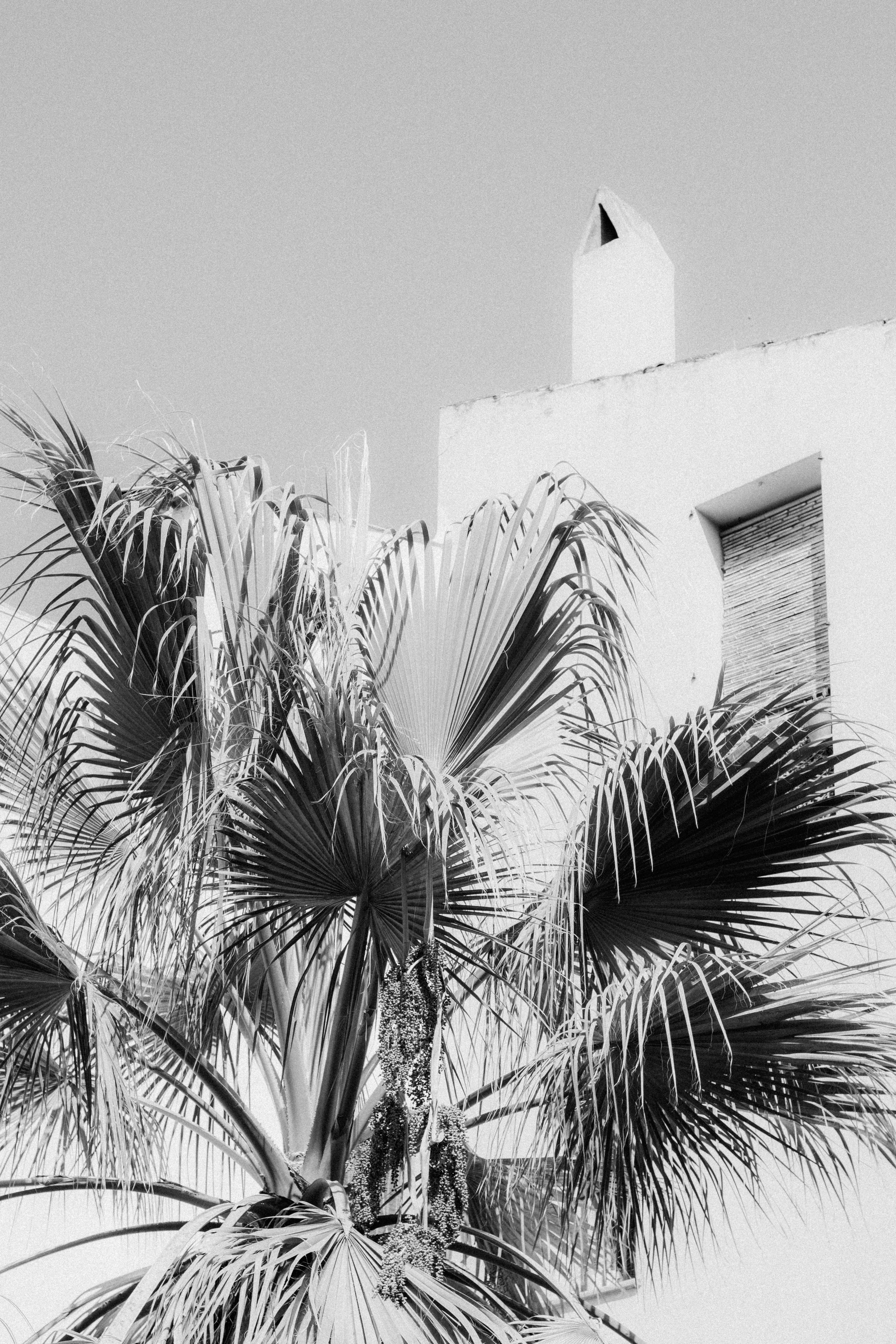 Palm Fronds and Architecture in Quiet Monochrome