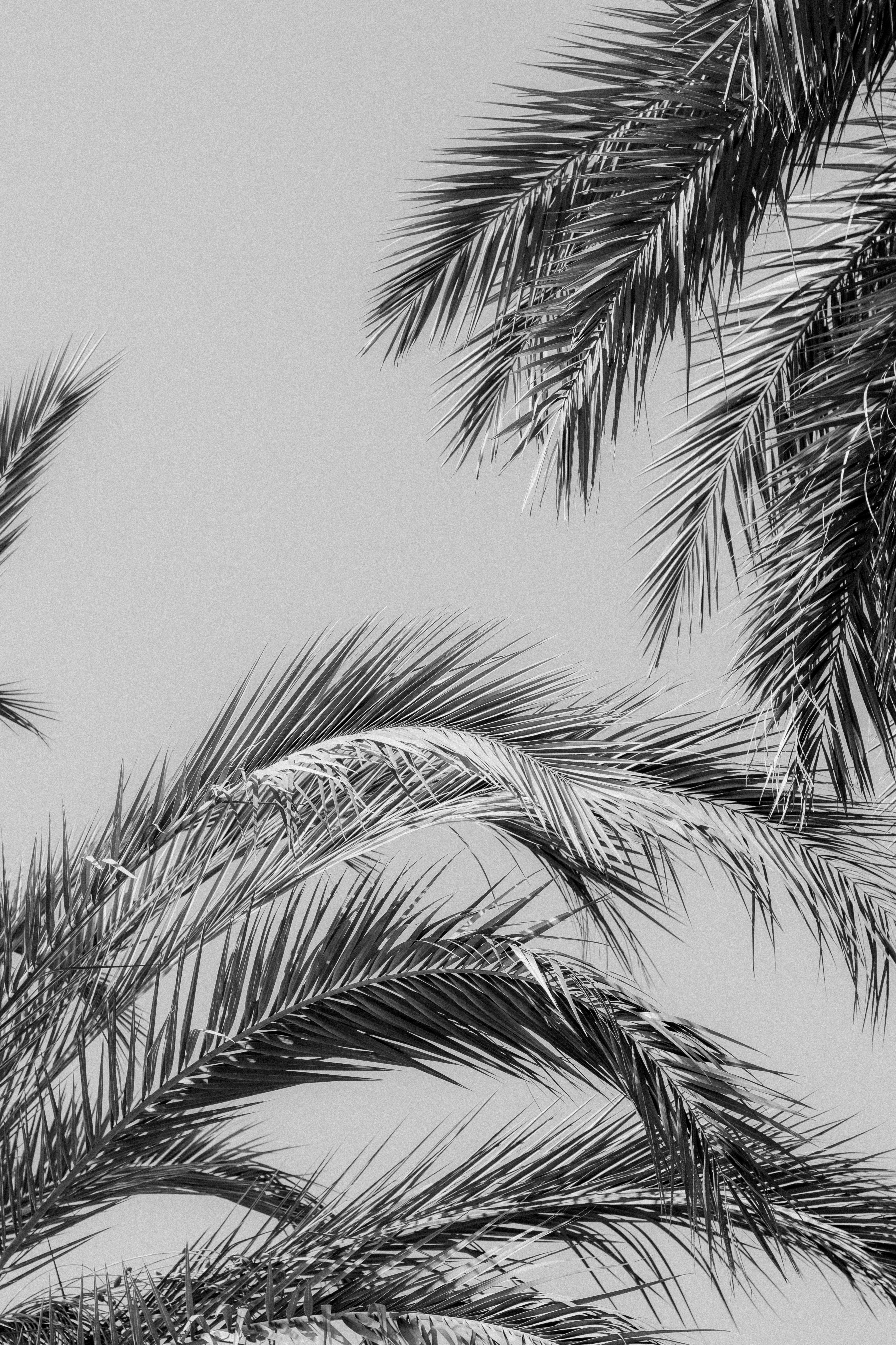 Fronds in monochrome: a sculpted palm canopy against a muted sky