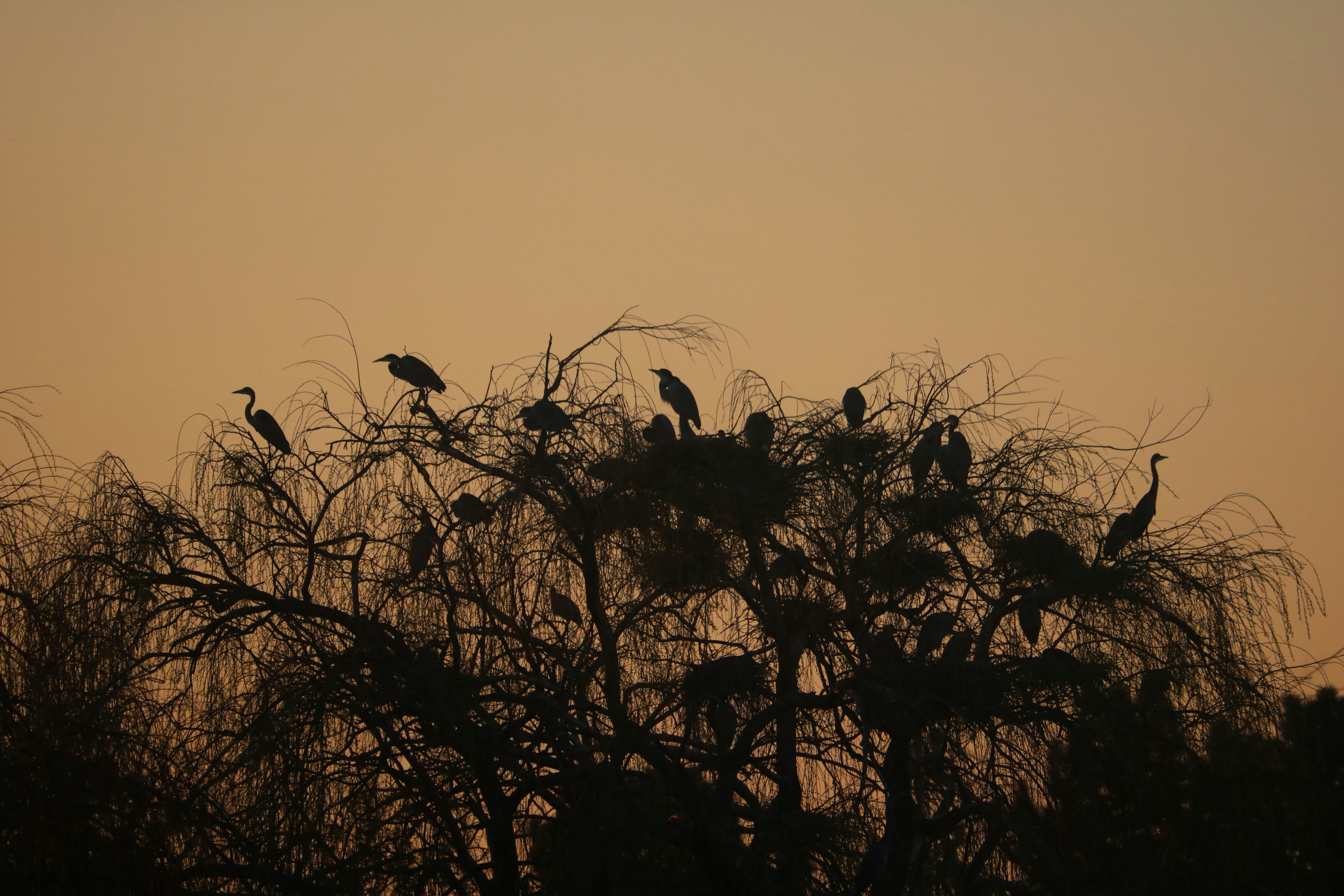 Silhouetted Chorus: Birds Resting atop a Tangle of Branches at Dusk