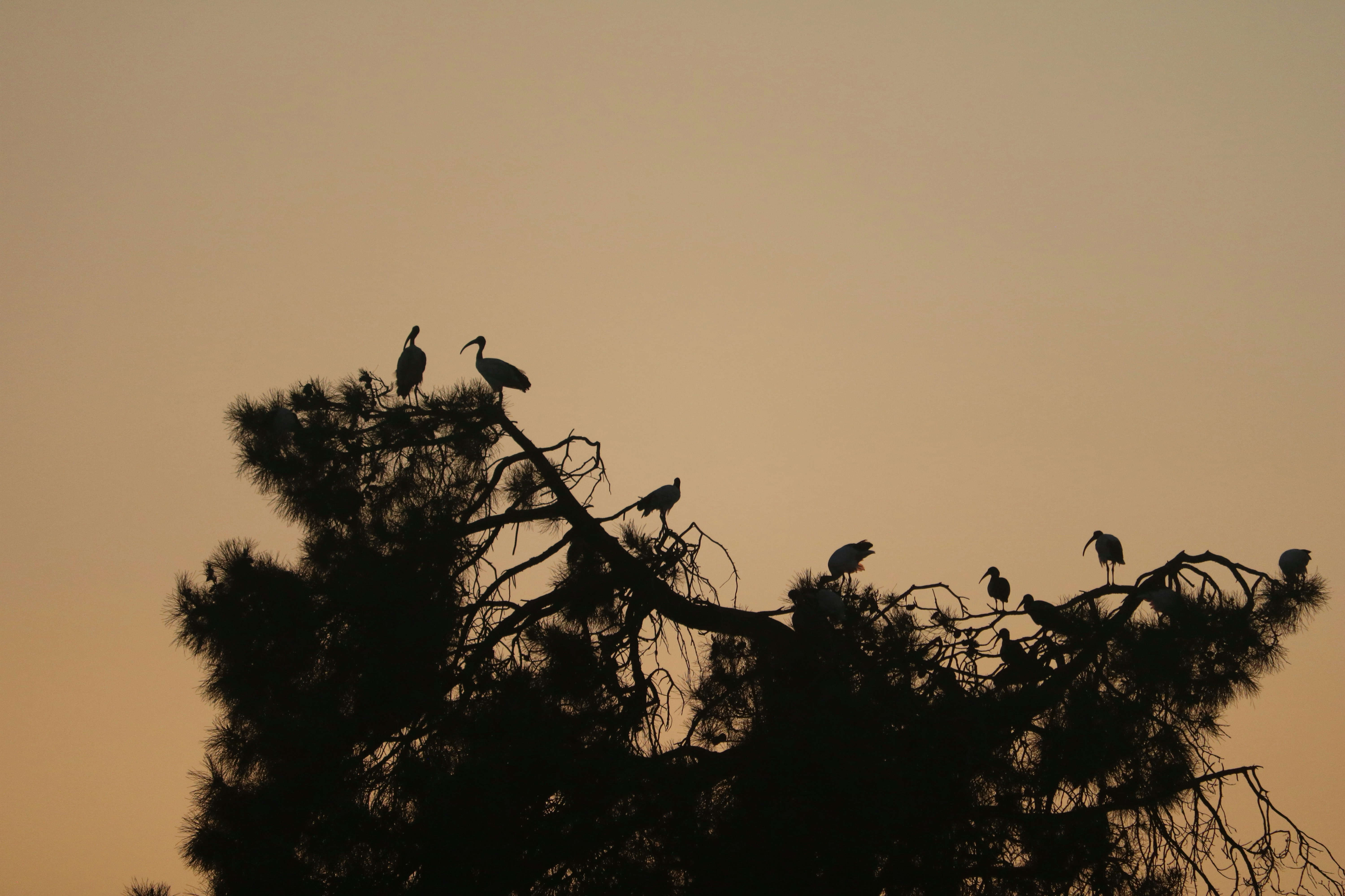 Silhouetted Ordnance of Wings: Birds Perched Against Dusk