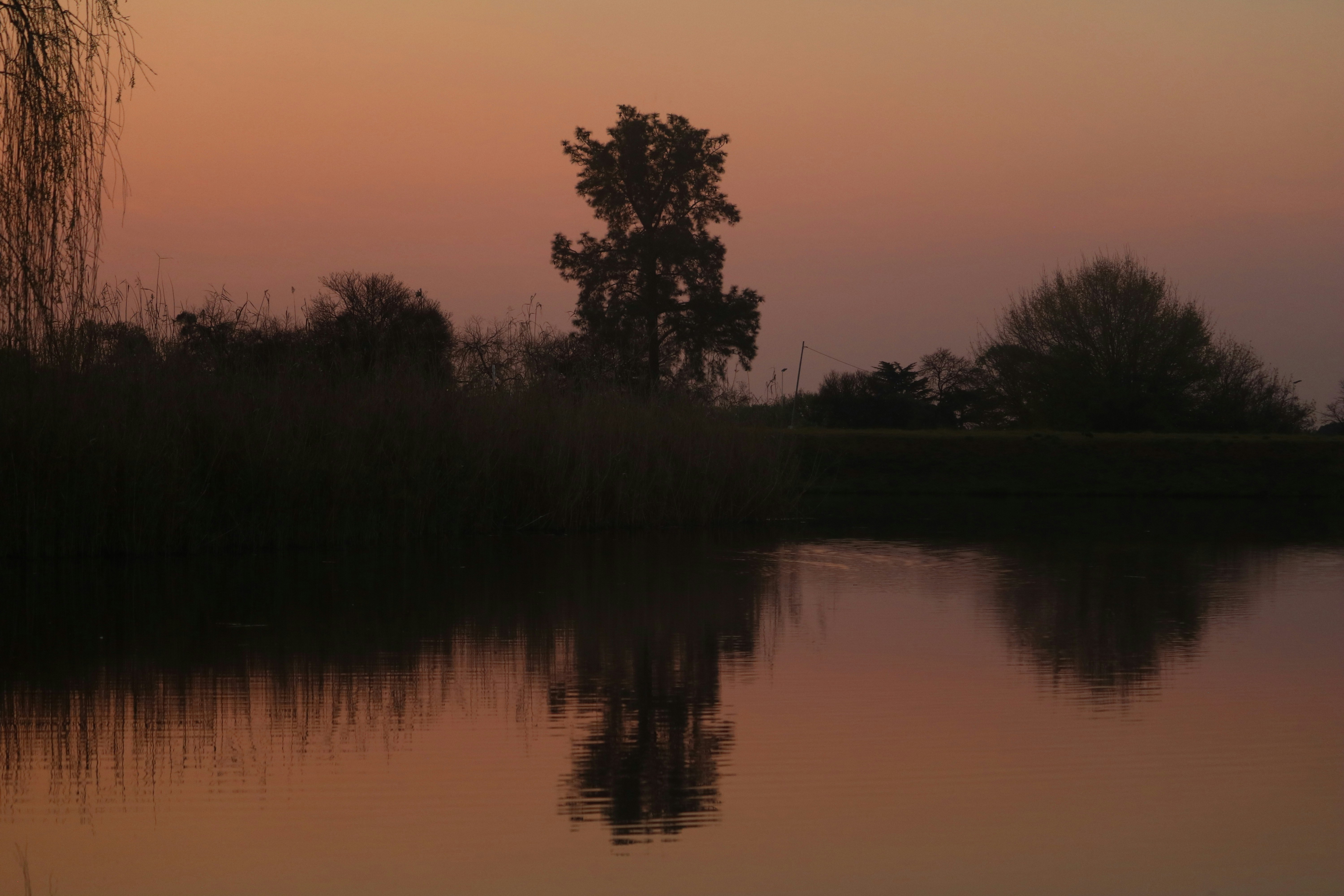 Silhouetted Tree Line at Sunset over Calm Waters