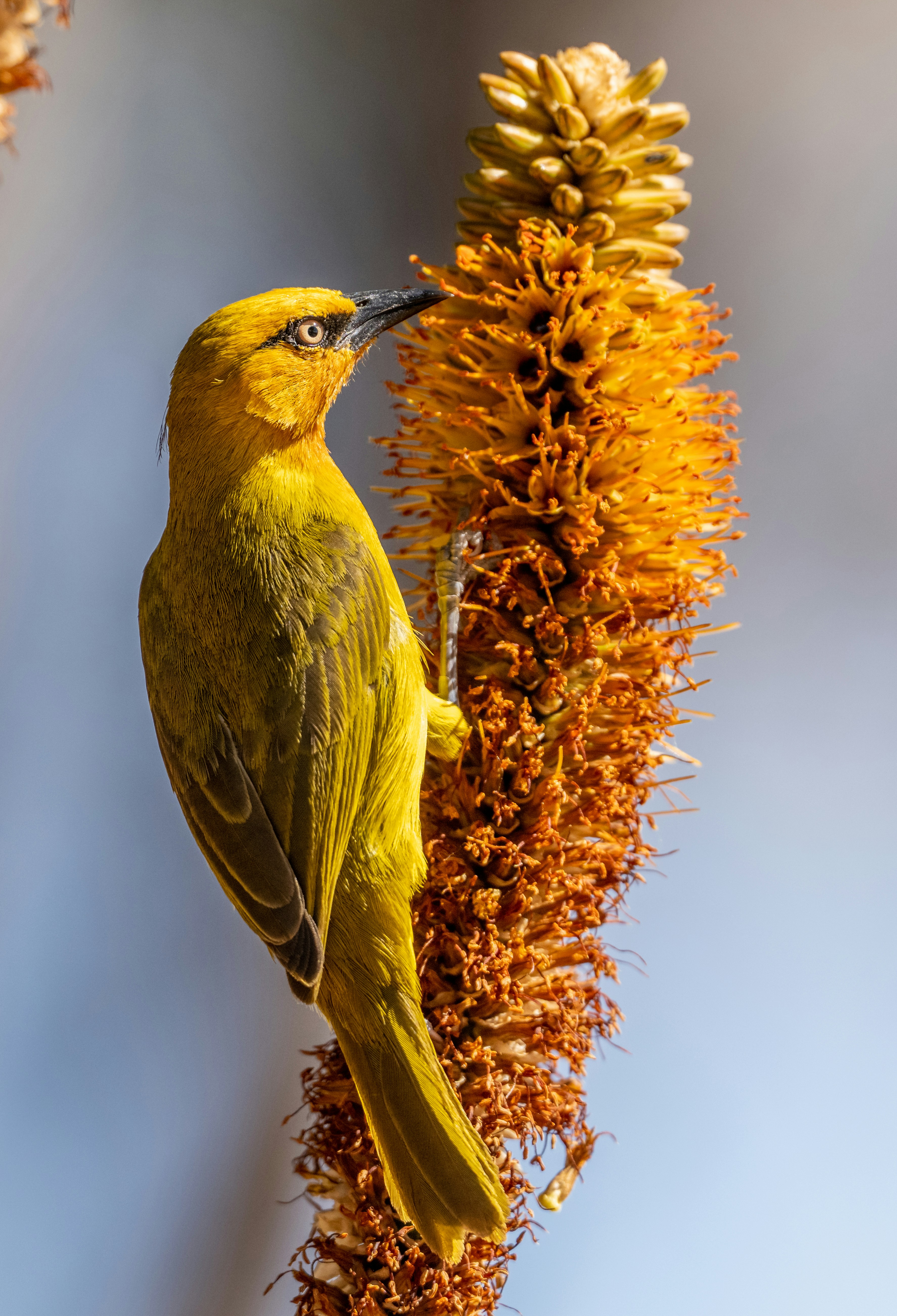 Golden Warbler Adrift on a Crimson Spike