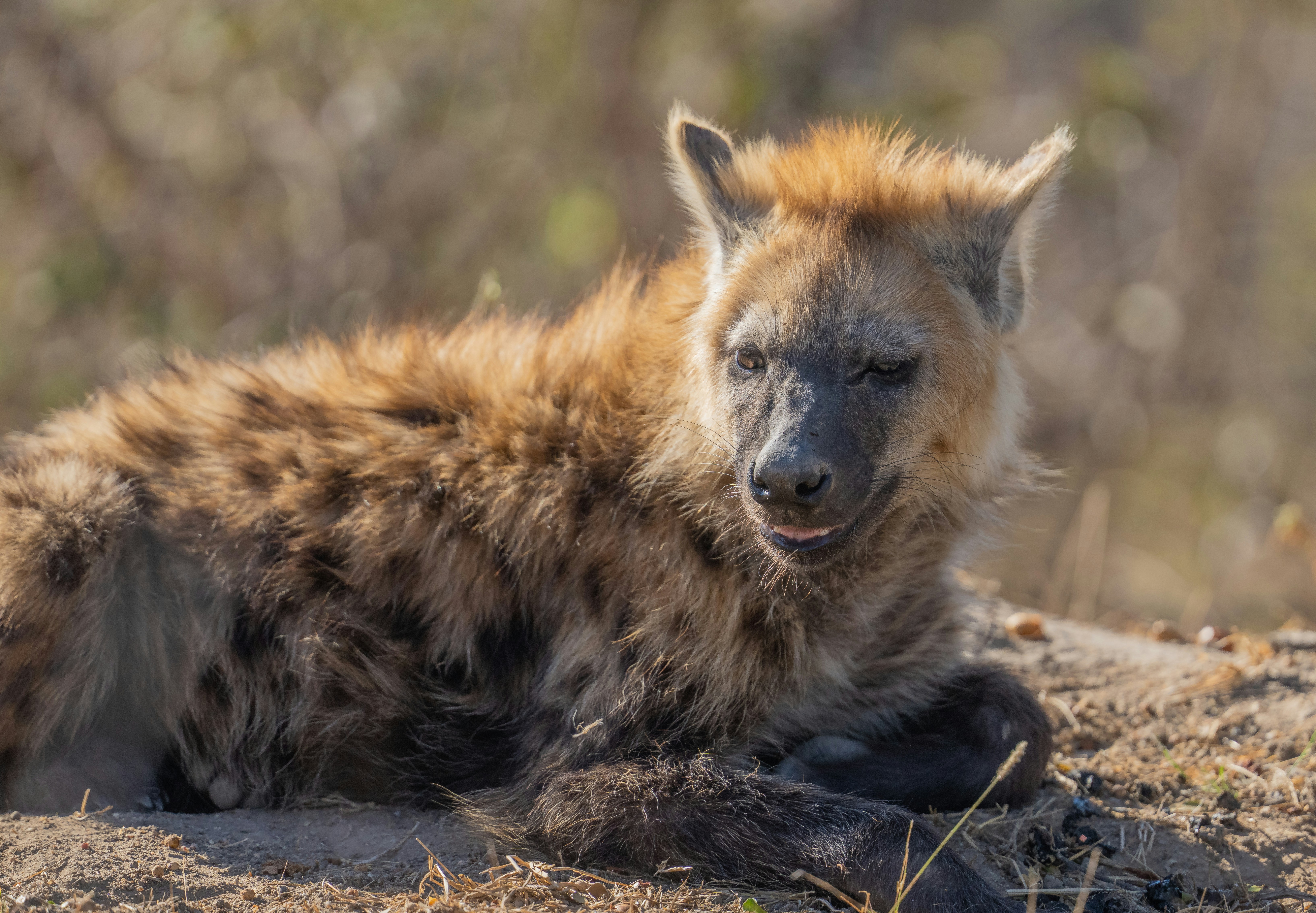 Snoozing Hyena Cub in Sunlit Scrub