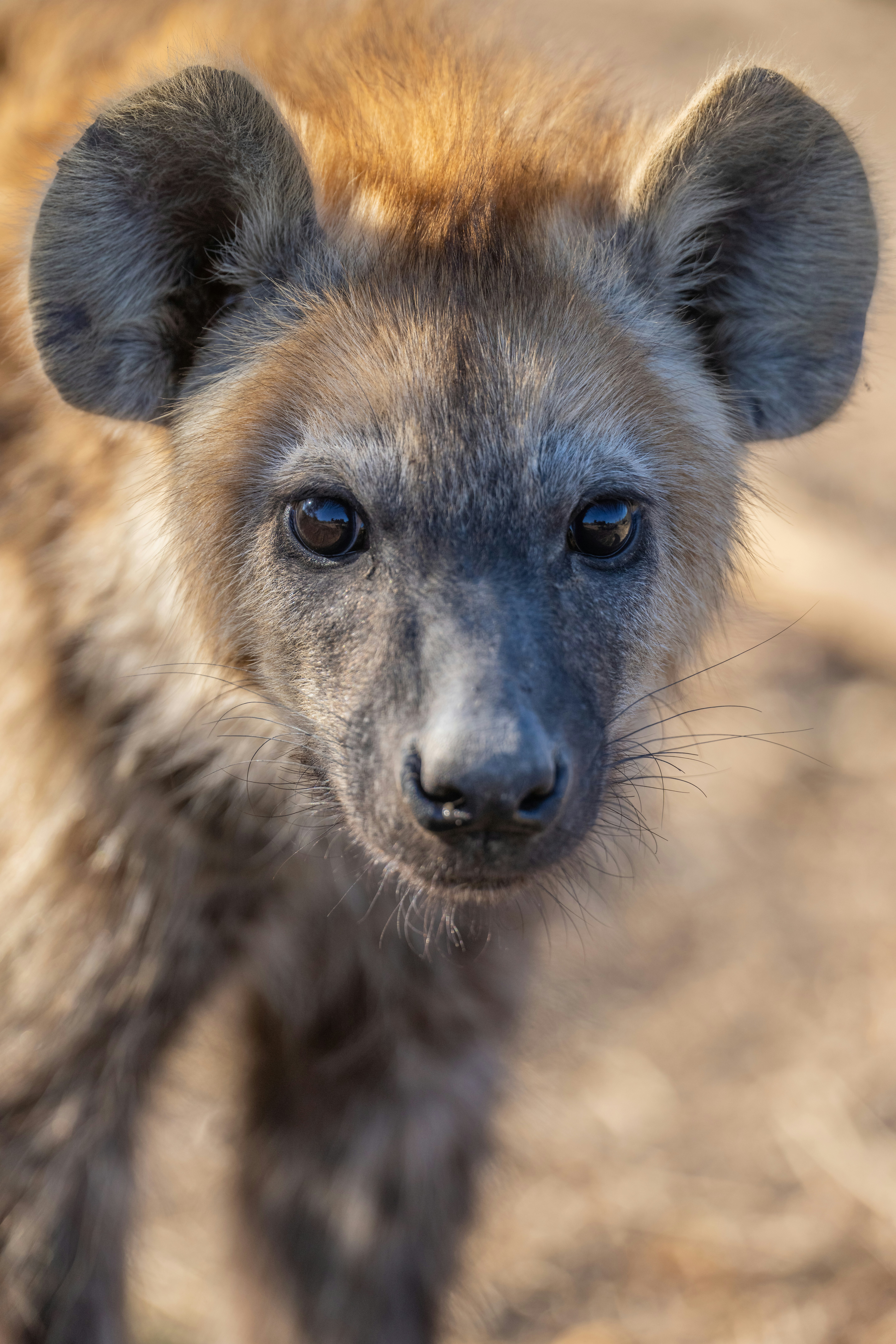 Curious Eyes: A Hyena Pup Stares Down the Lens