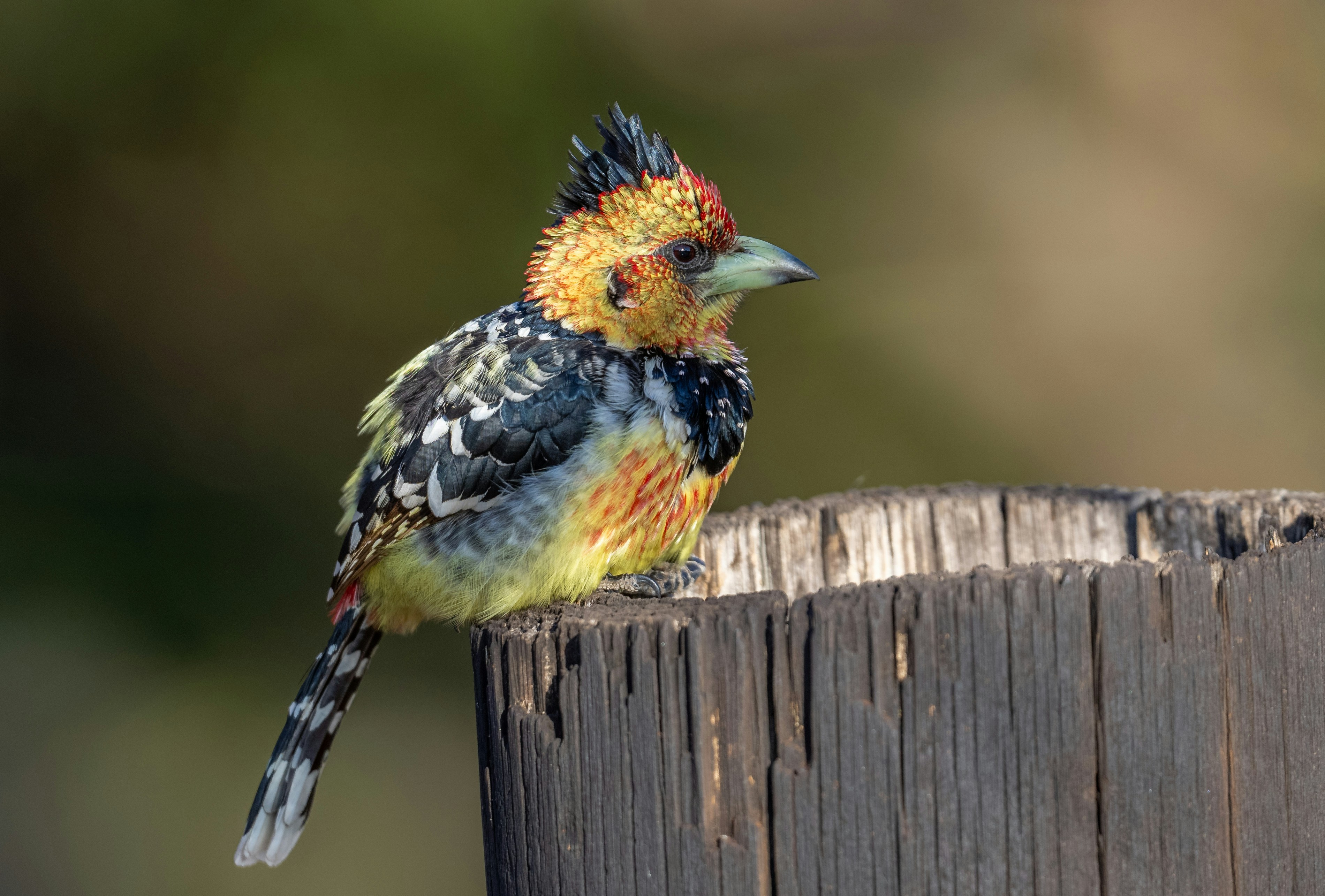 Colorful Crested Warbler Perched on a Weathered Post
