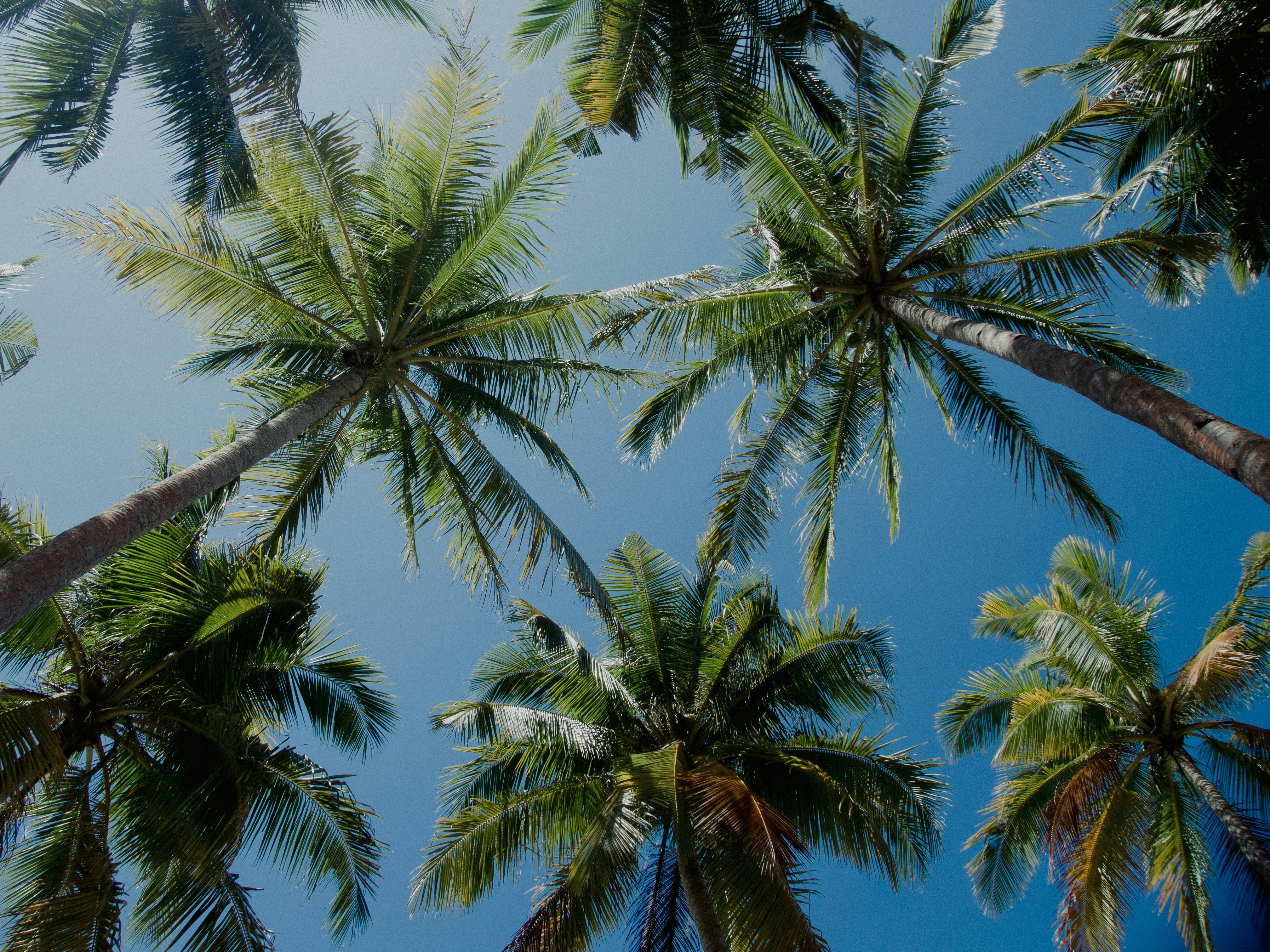 Golden coconut fronds dancing against a serene blue canvas.