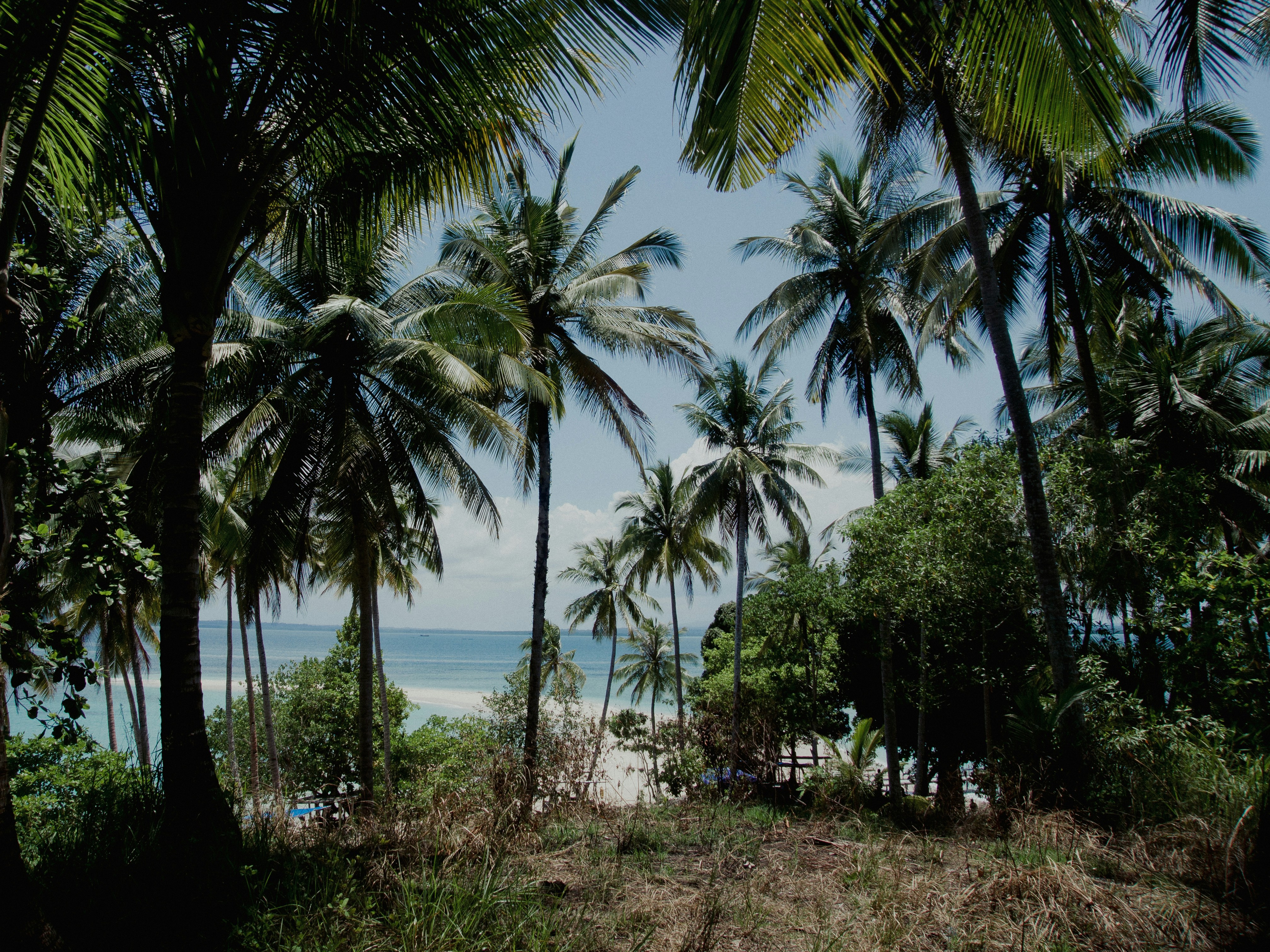 Sunny tropical beach scene framed by tall palm trees with sea glimpses beyond, foreground showing dry undergrowth and a hint of shoreline. A coastal grove ride invites calm exploration.