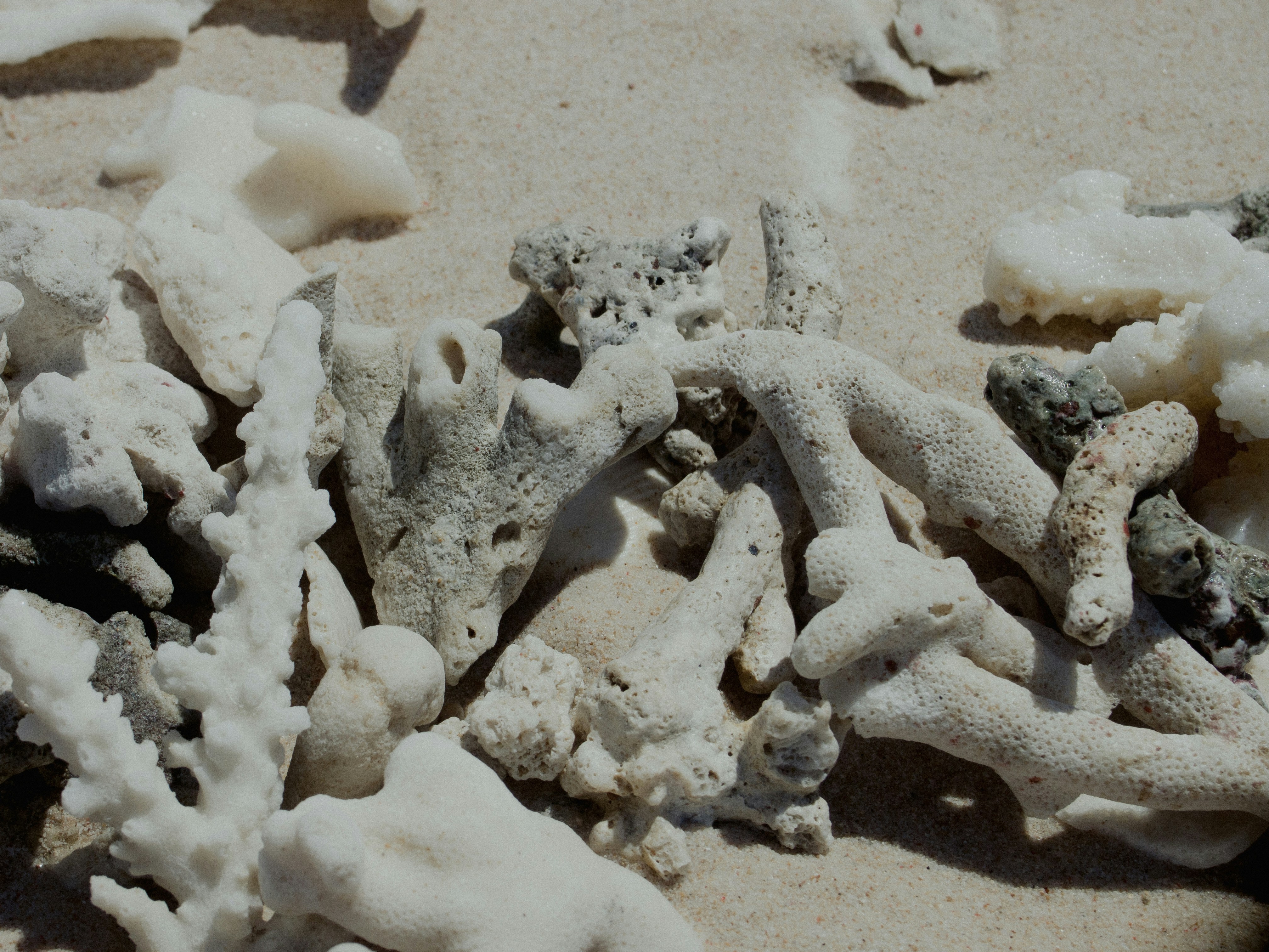 Close-up view of bleached, intricately detailed dead coral fragments on a sandy beach.