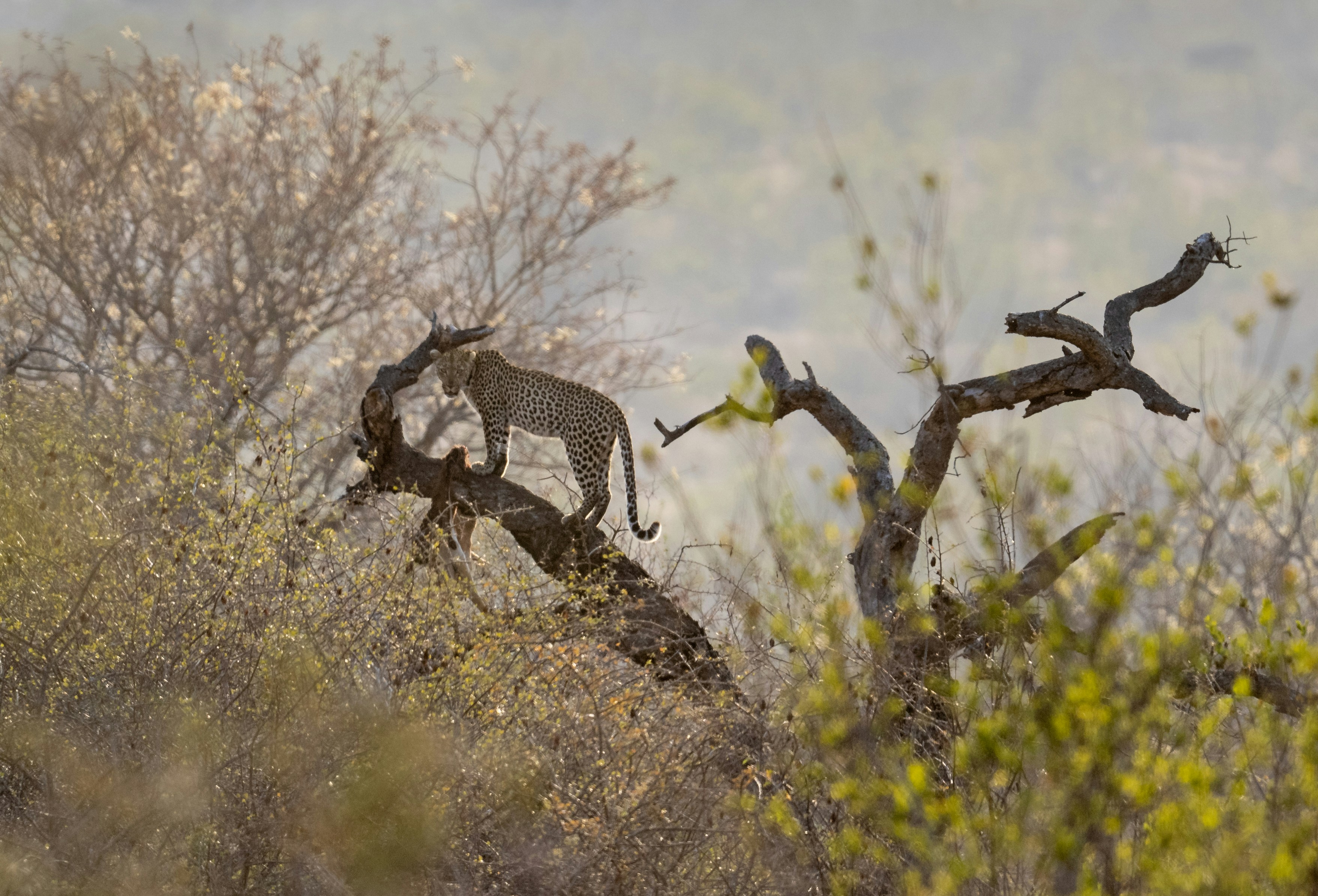 Leopardess on A Branch: Quiet Stalk Through Summer Brush