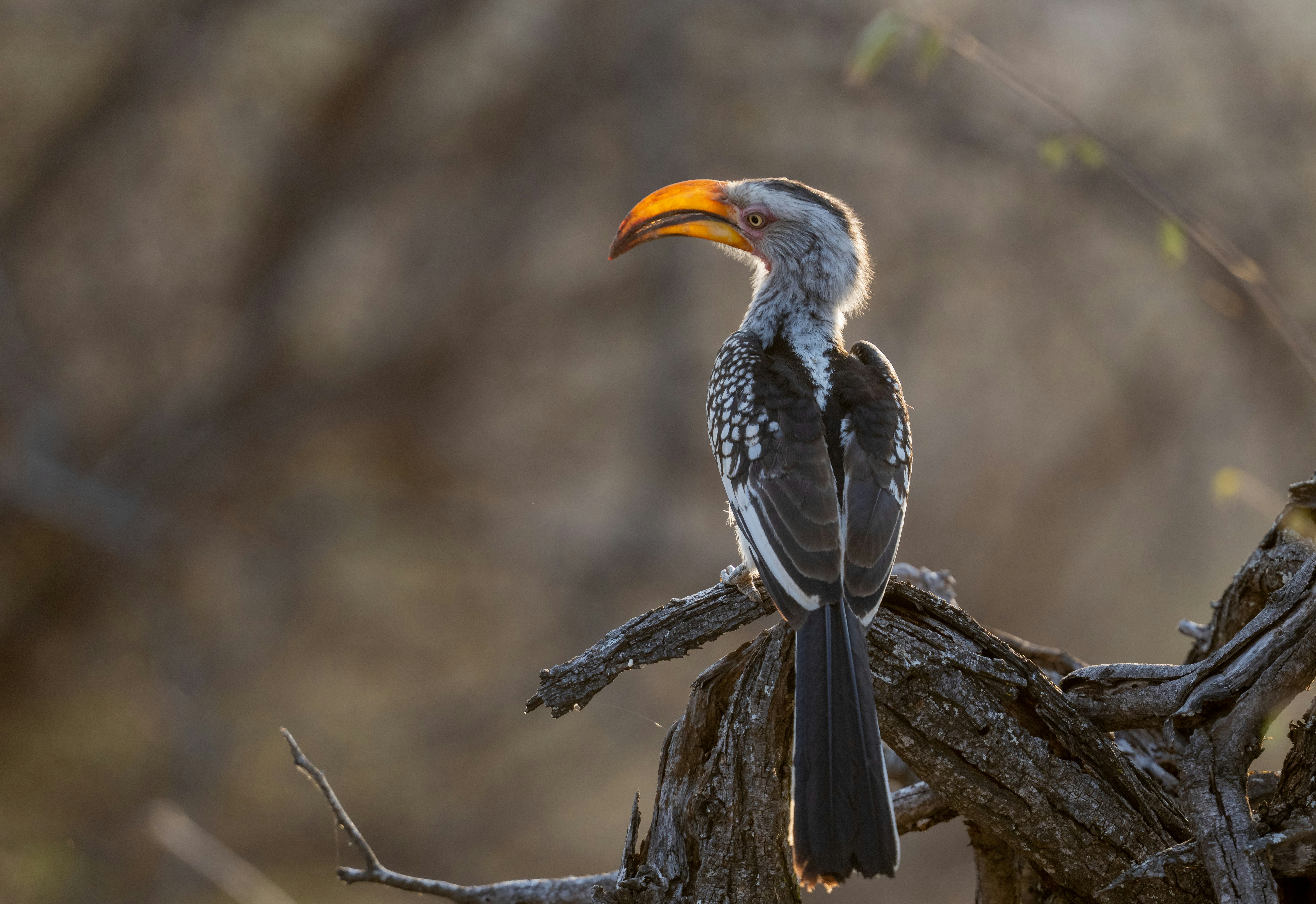 Blue-faced Hornbill on a Weathered Branch