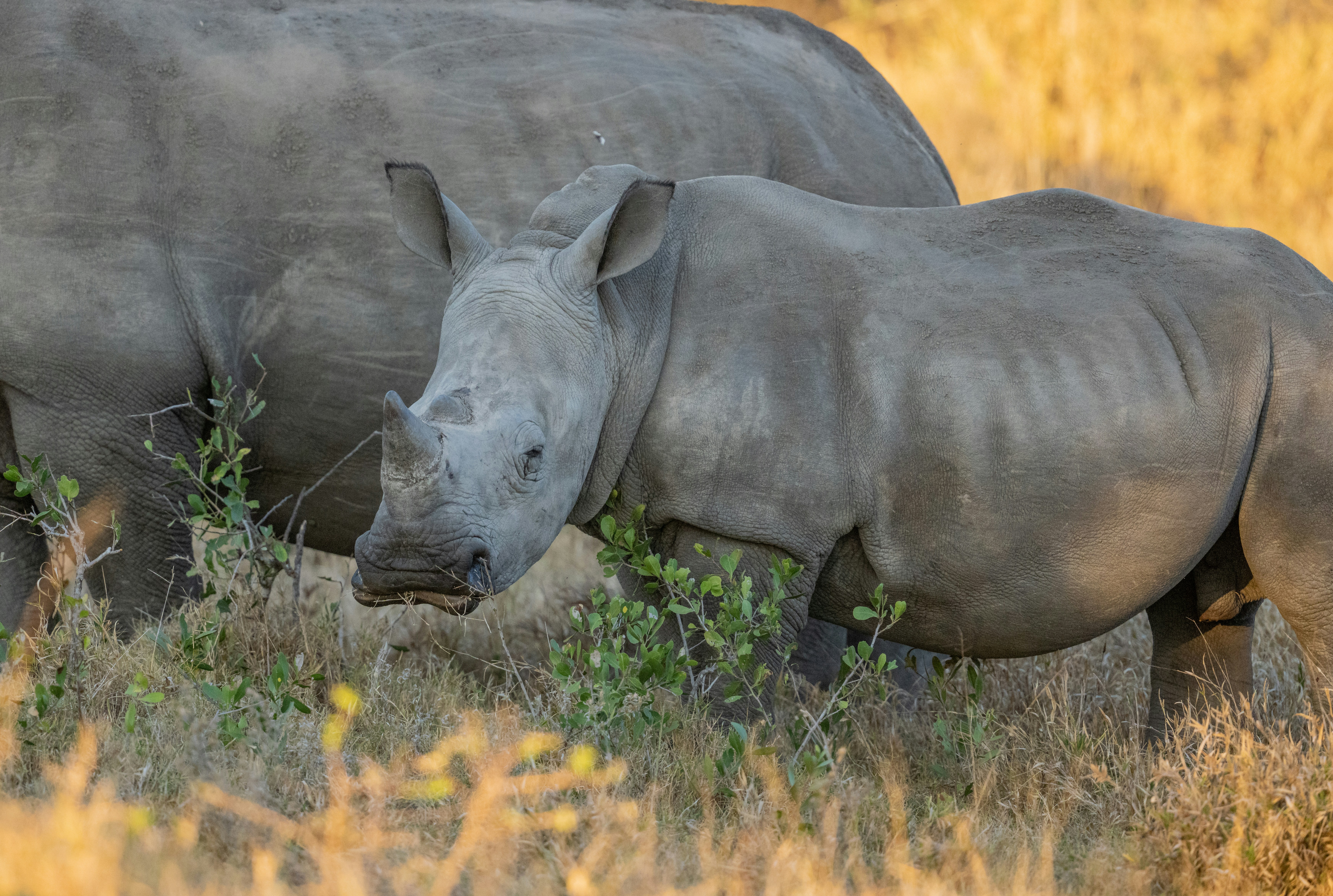 Two grazing rhinos in golden grass under warm backlight