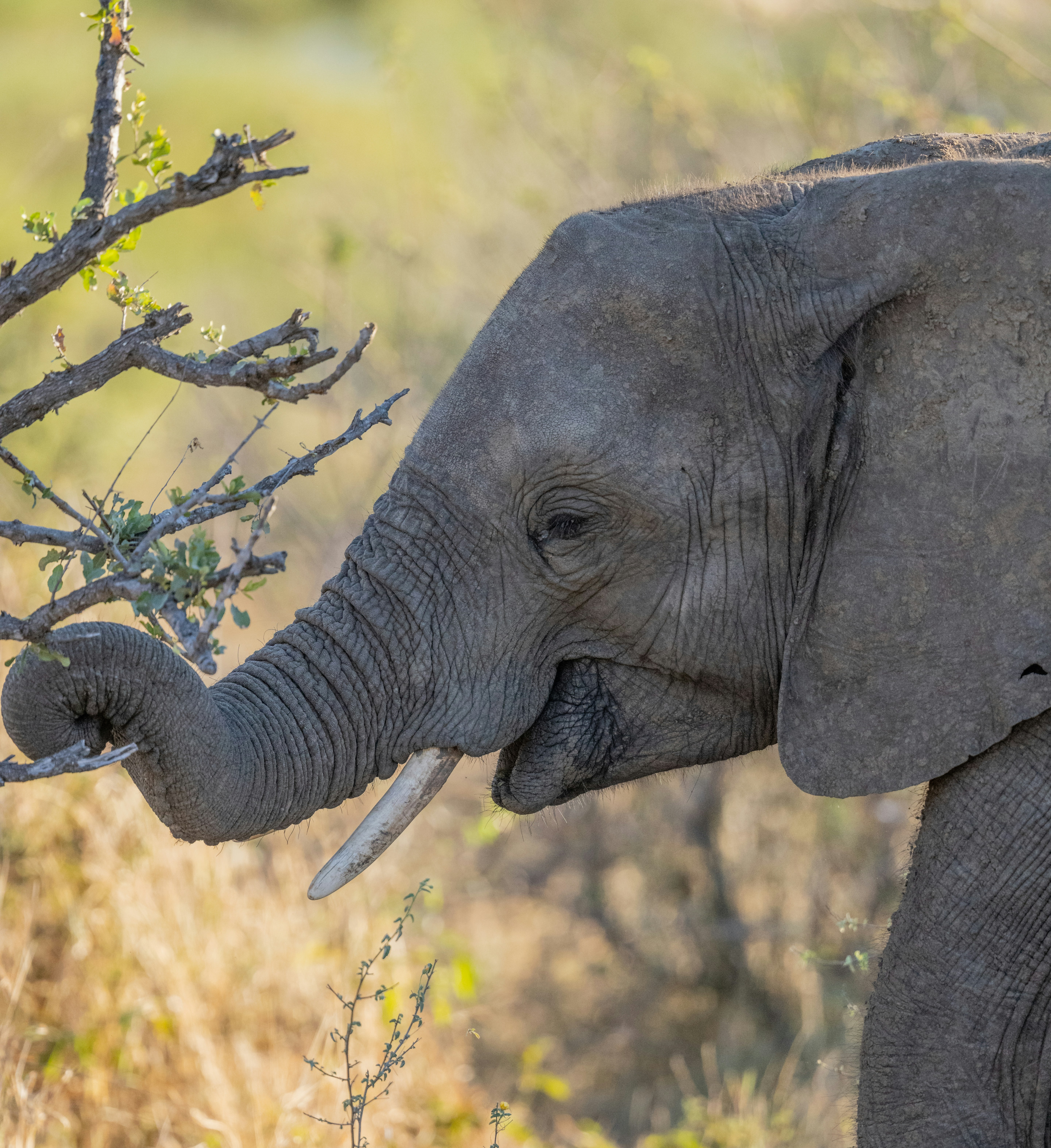 Gentle Giants: An Elephant Reverie Amid Dry Brush