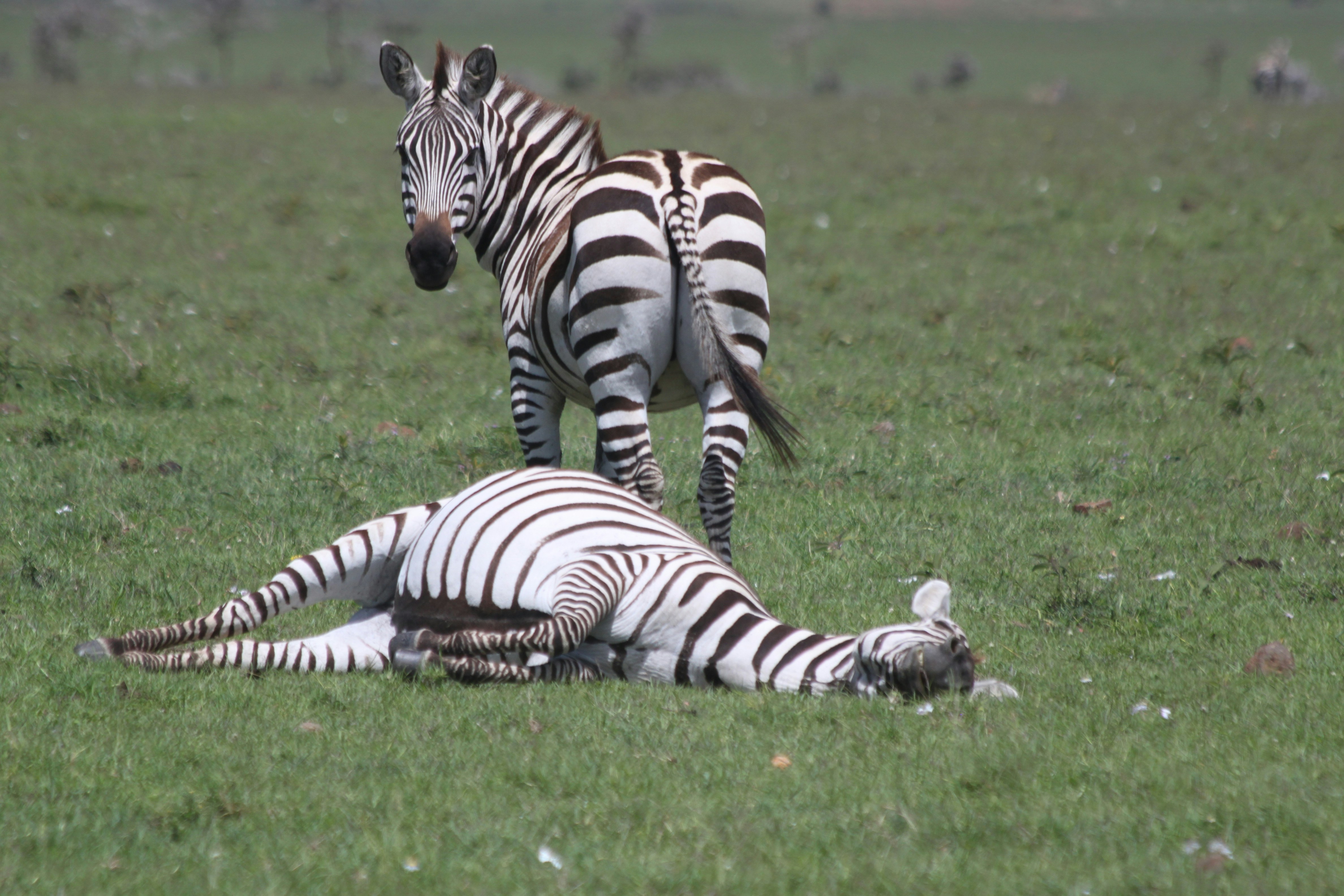 Two Zebras in a Quiet Savanna: One Upright, One Resting