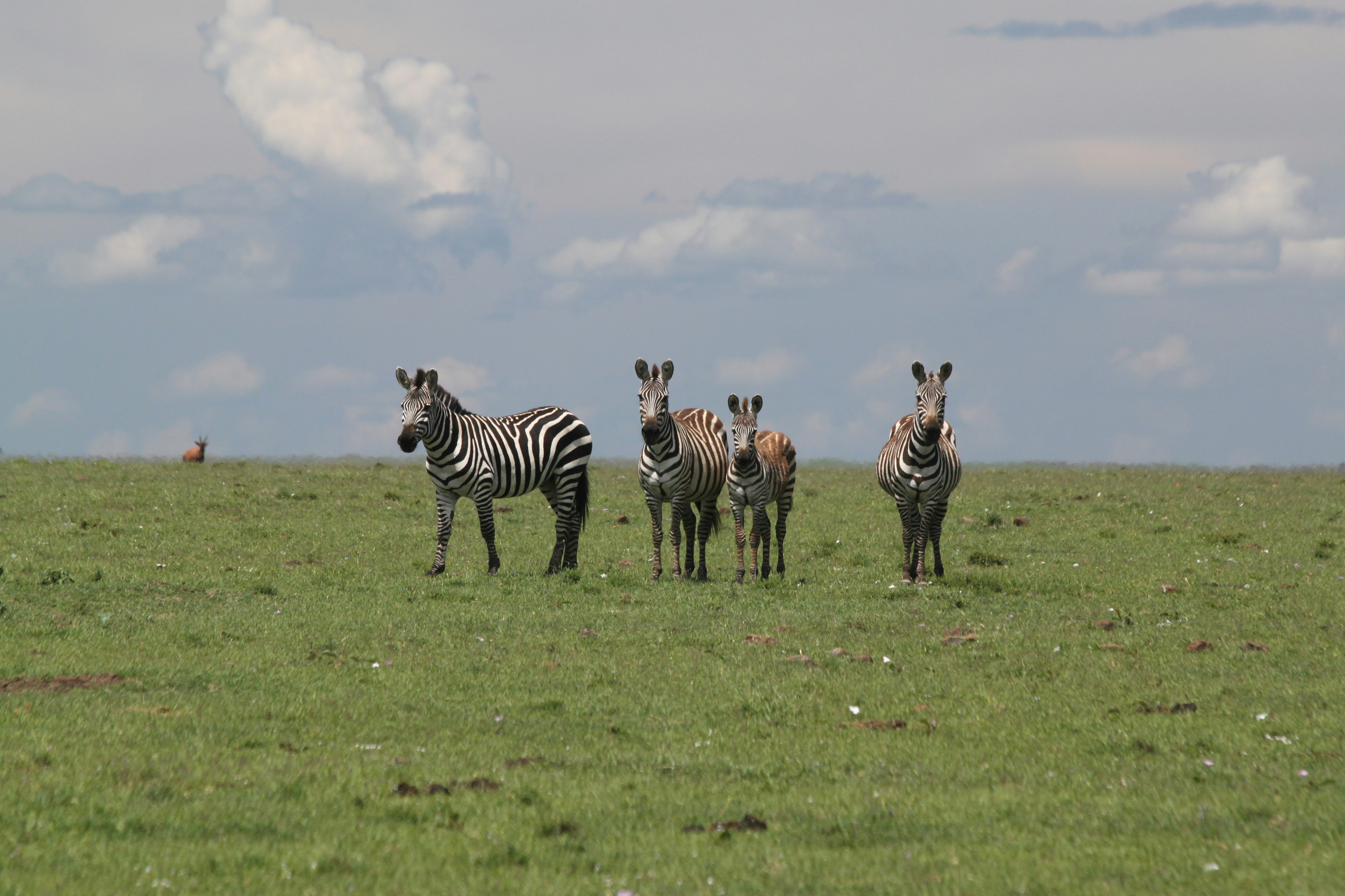 Heralds of the Prairie: Zebra Quartet at Distant Horizon