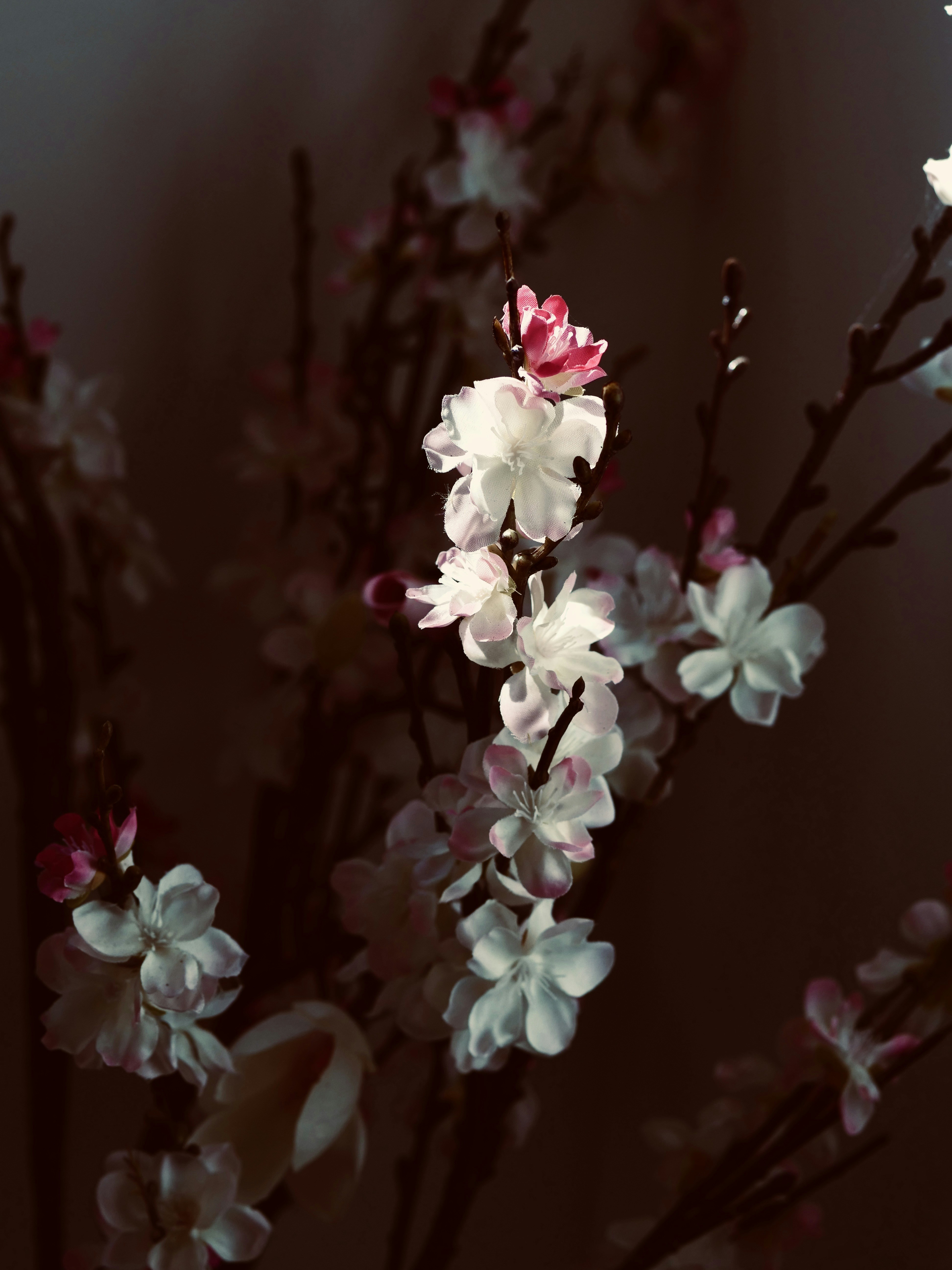 Blossoms in soft shadow: a close study of pale petals against a moody background