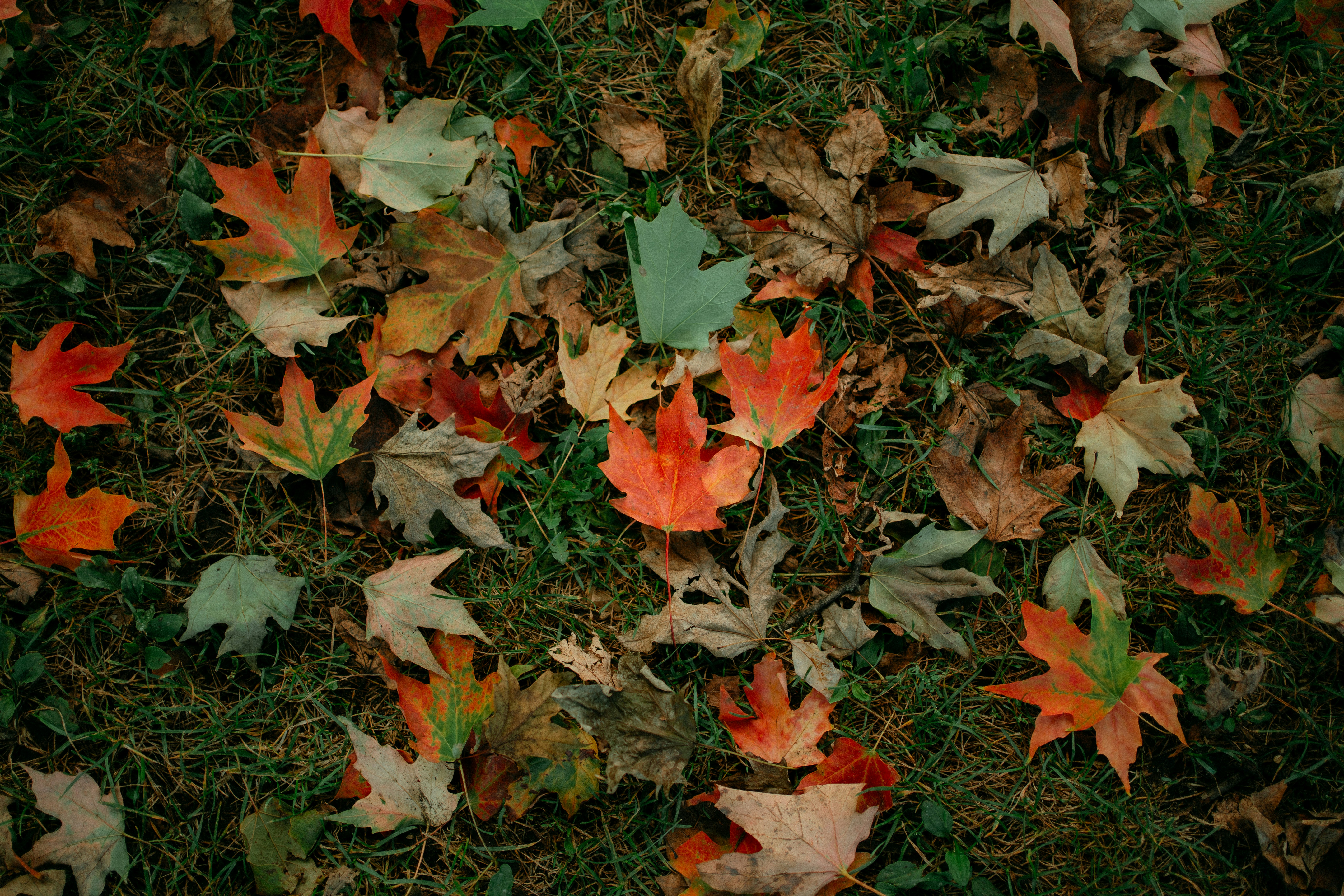 A carpet of fallen autumn leaves in shades of red, orange, and green spread over damp grass, capturing a quiet forest floor moment.