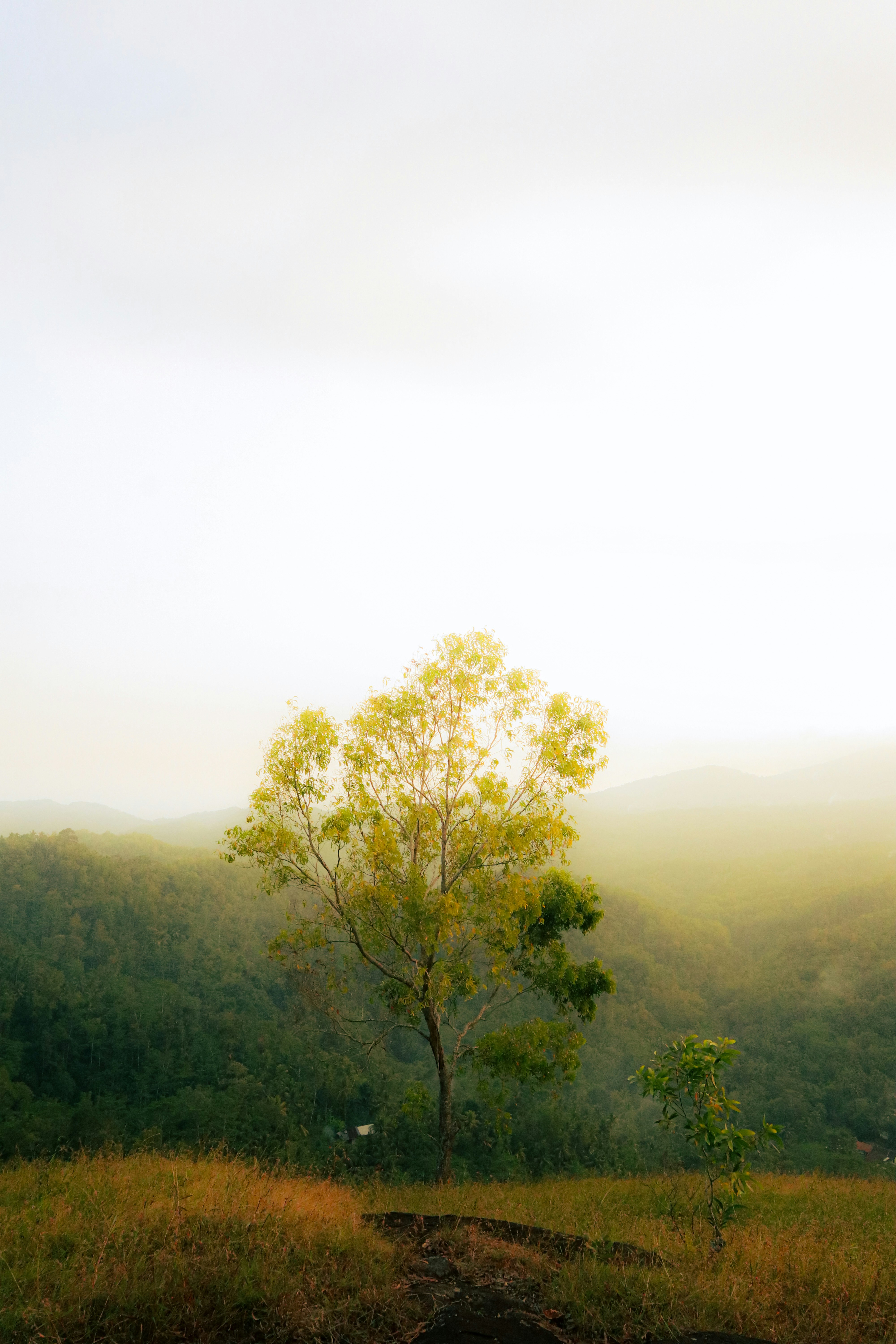 Lonely Tree in Soft Dawn Hills