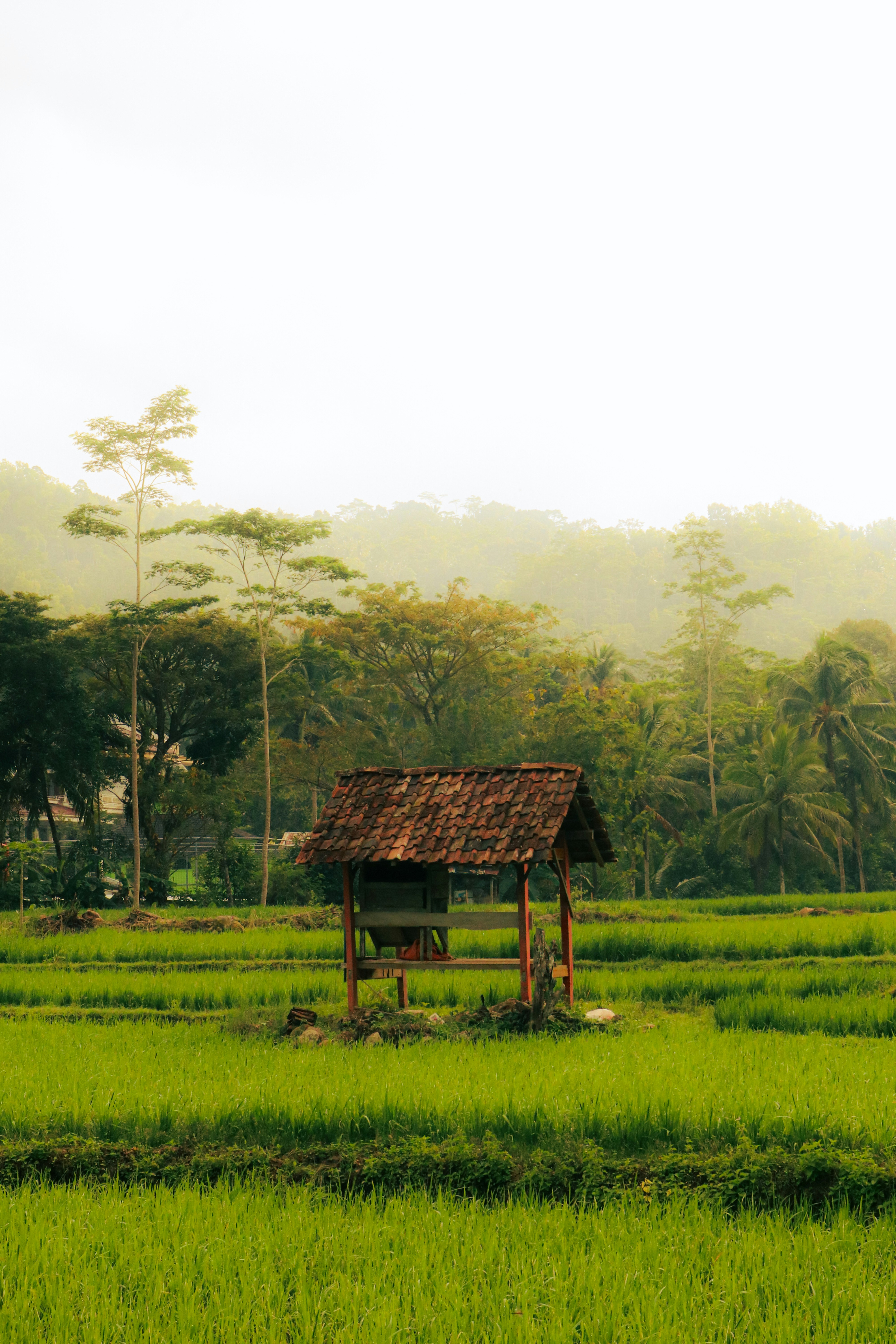 Rustic Well of Verdant Fields Under Morning Mist